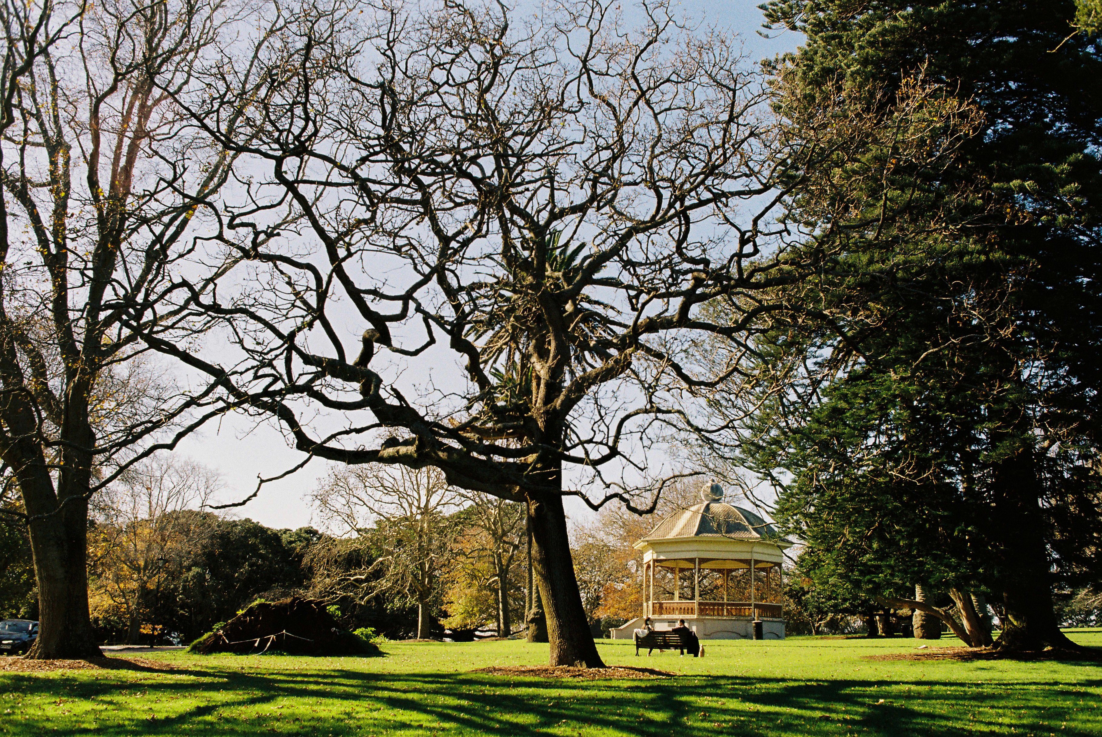 Serene Auckland Park with Leafless Trees and Gazebo · Free Stock Photo
