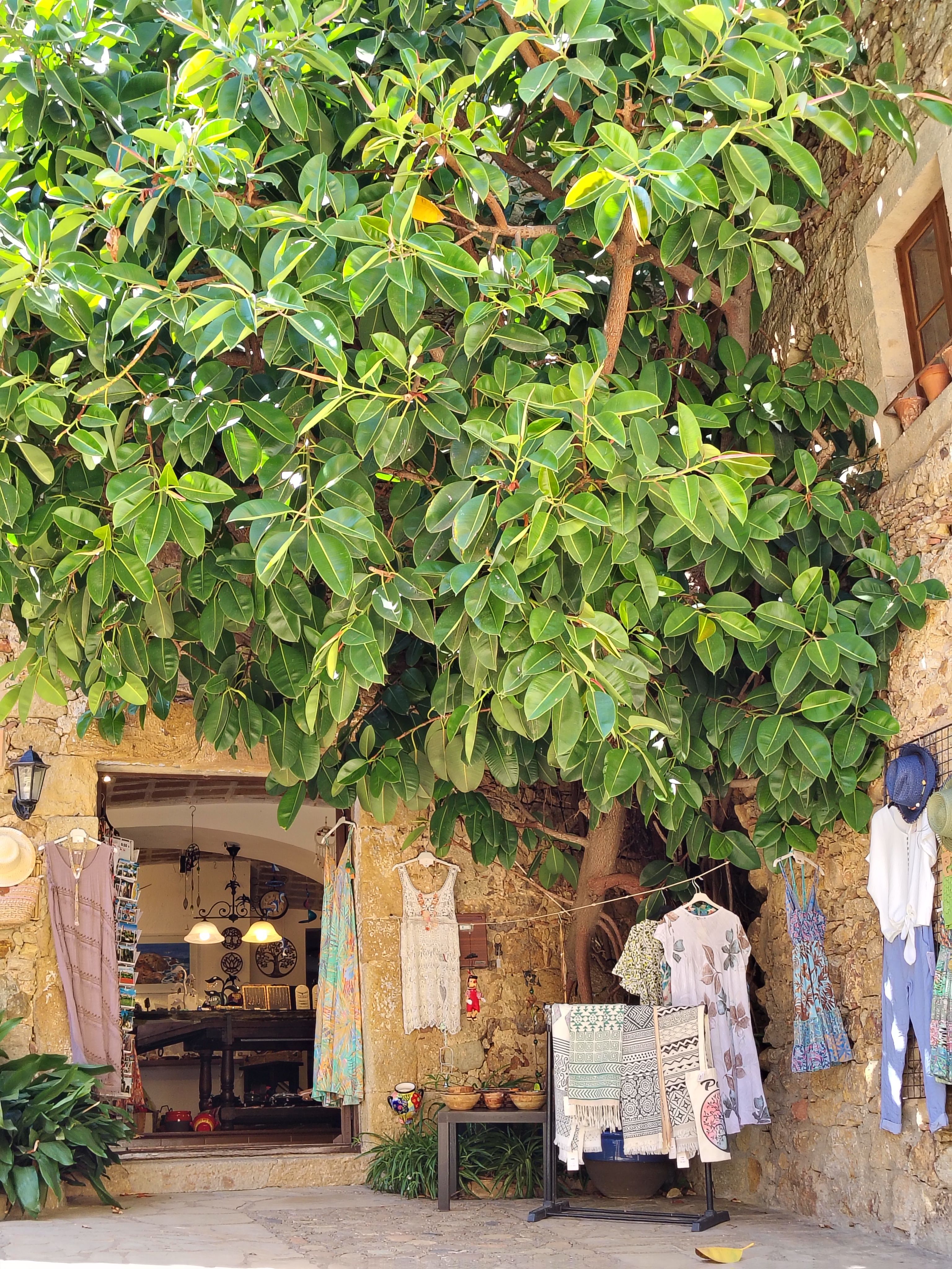 Charming Outdoor Boutique in Rustic Setting · Free Stock Photo