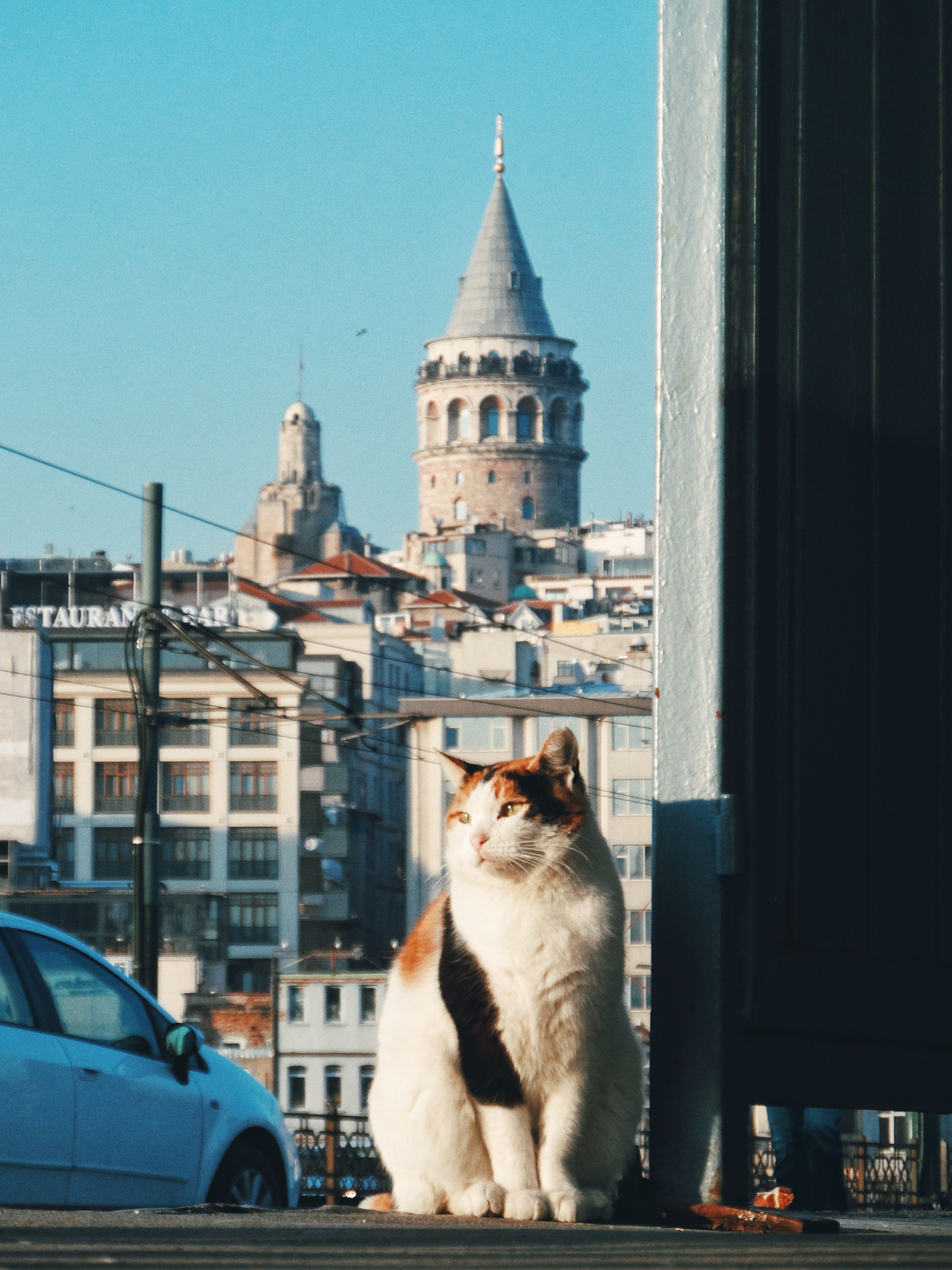 Cat in Istanbul with Galata Tower Background · Free Stock Photo