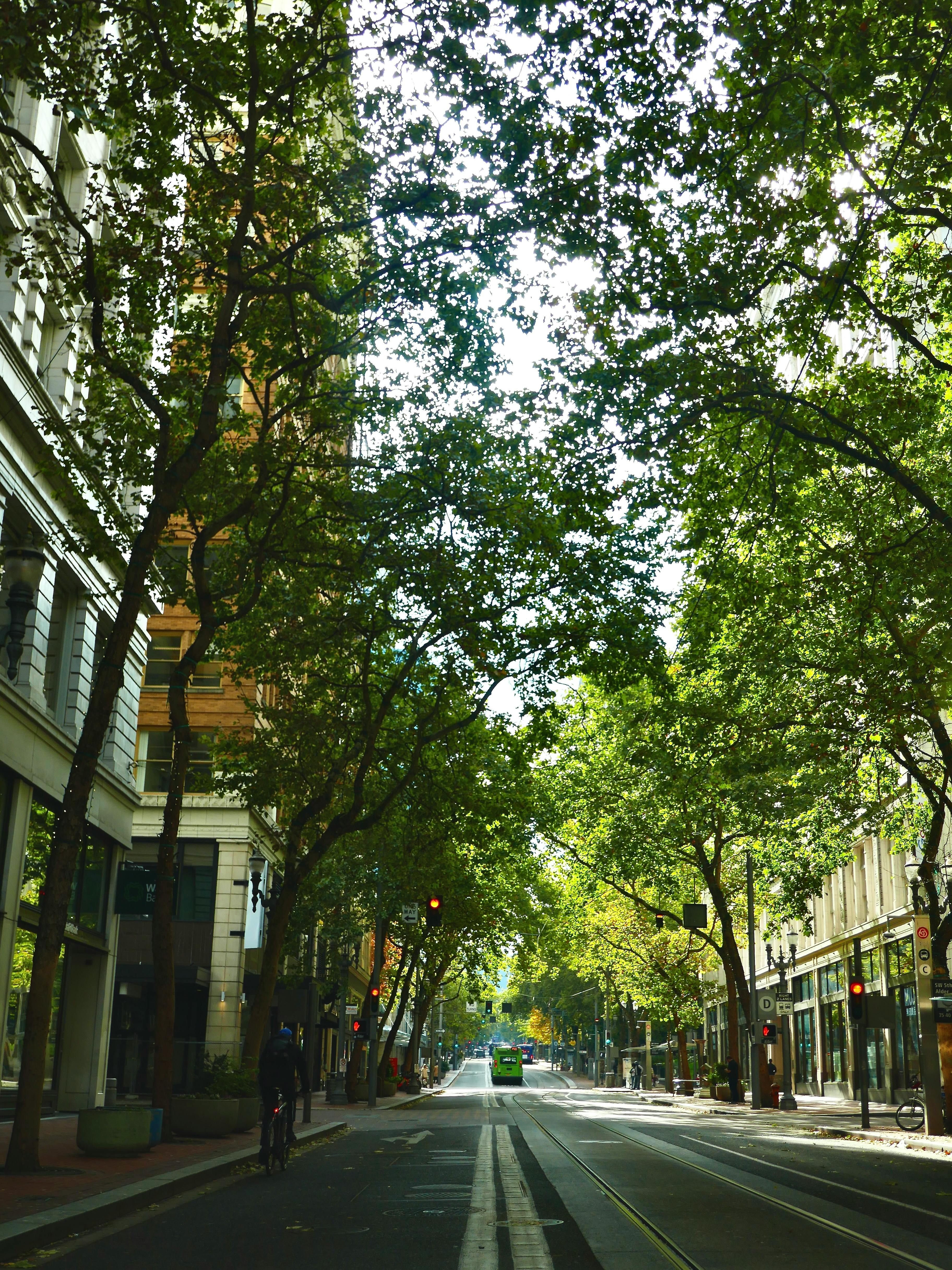 Tree-Lined Urban Street in Oregon During Daytime · Free Stock Photo