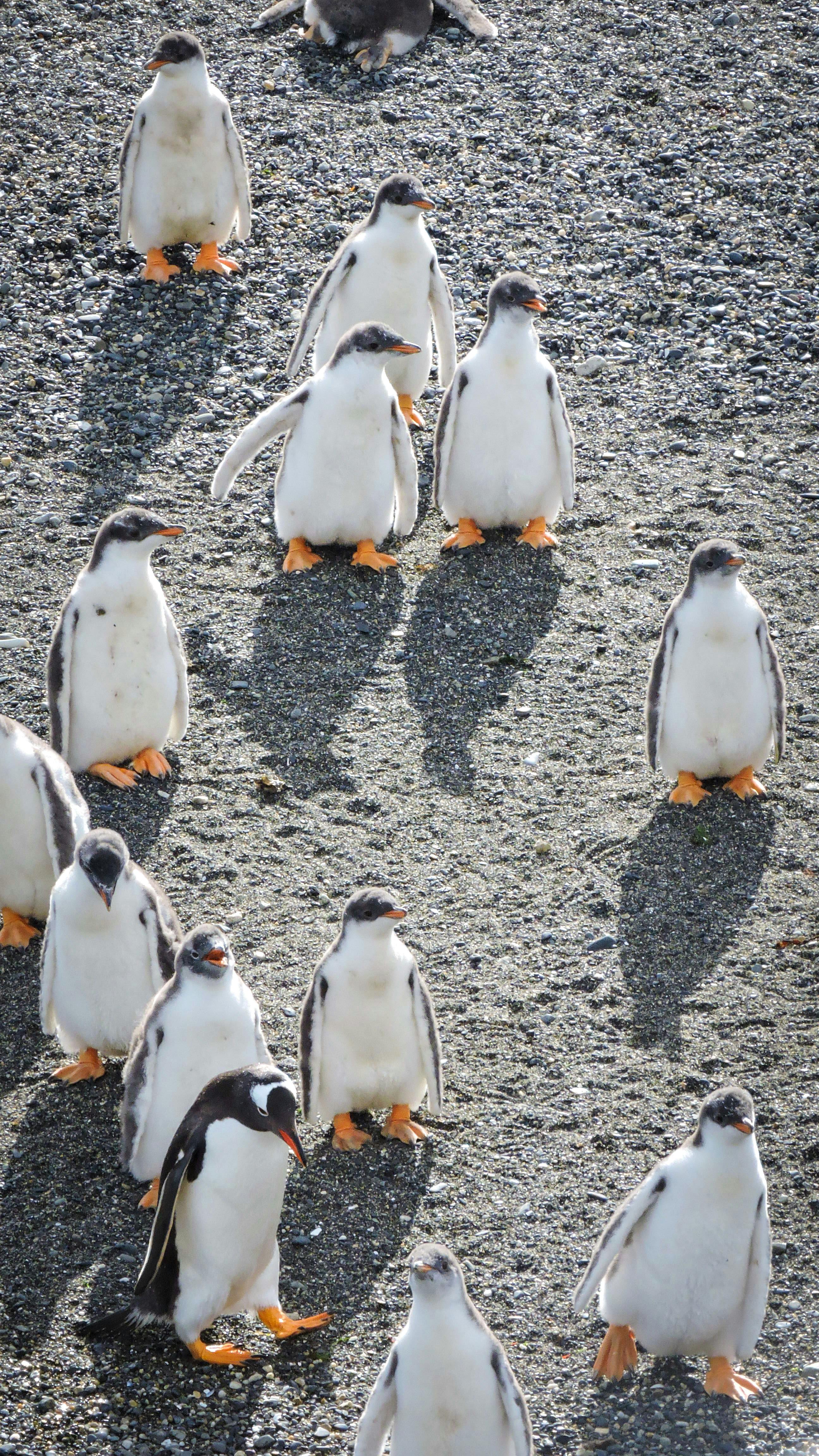 Two Penguins at Snow Area · Free Stock Photo
