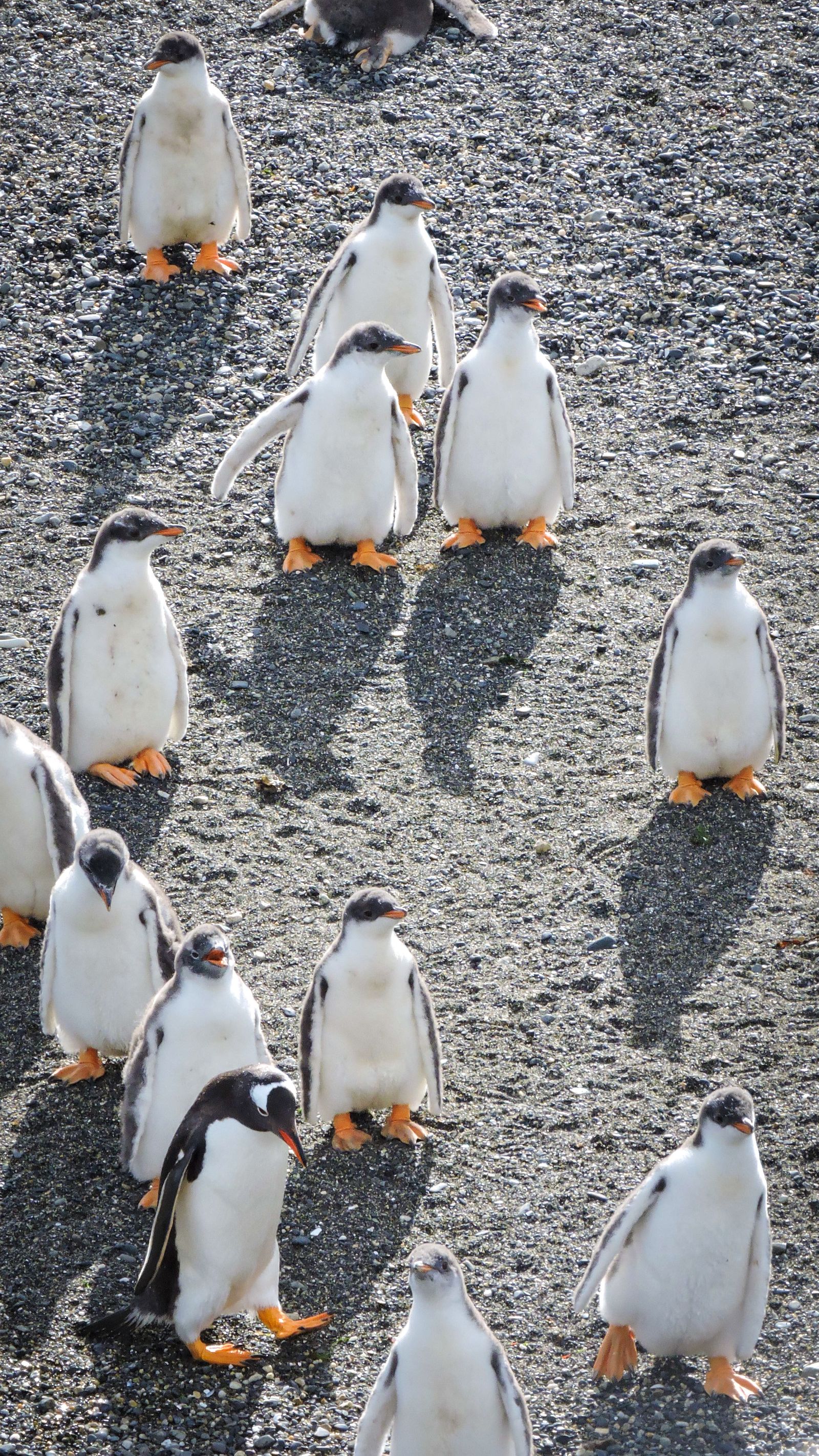 Penguin Wallpaper Photos, Download The BEST Free Penguin Wallpaper ...