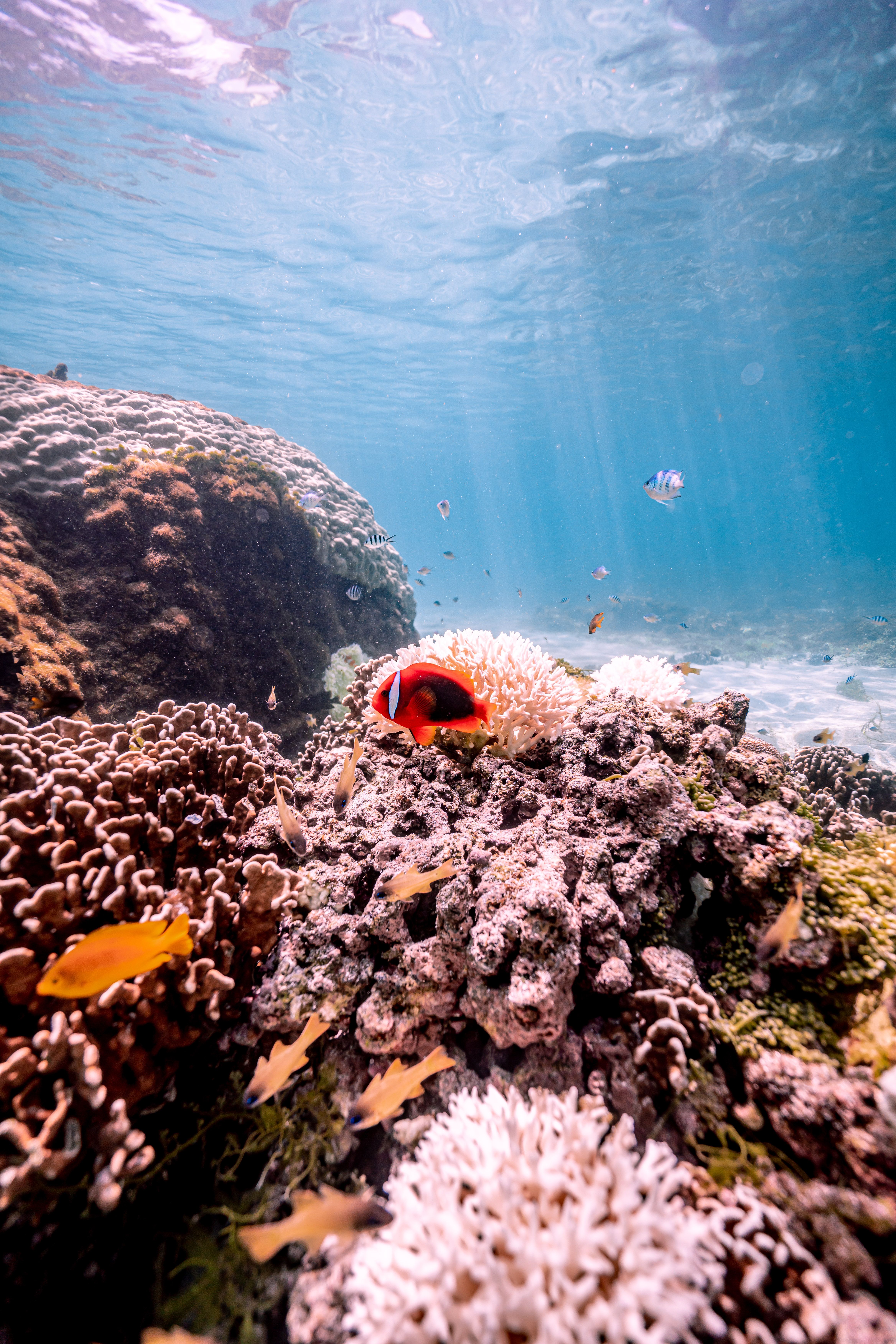 Beautiful Coral Reefs Underwater · Free Stock Photo