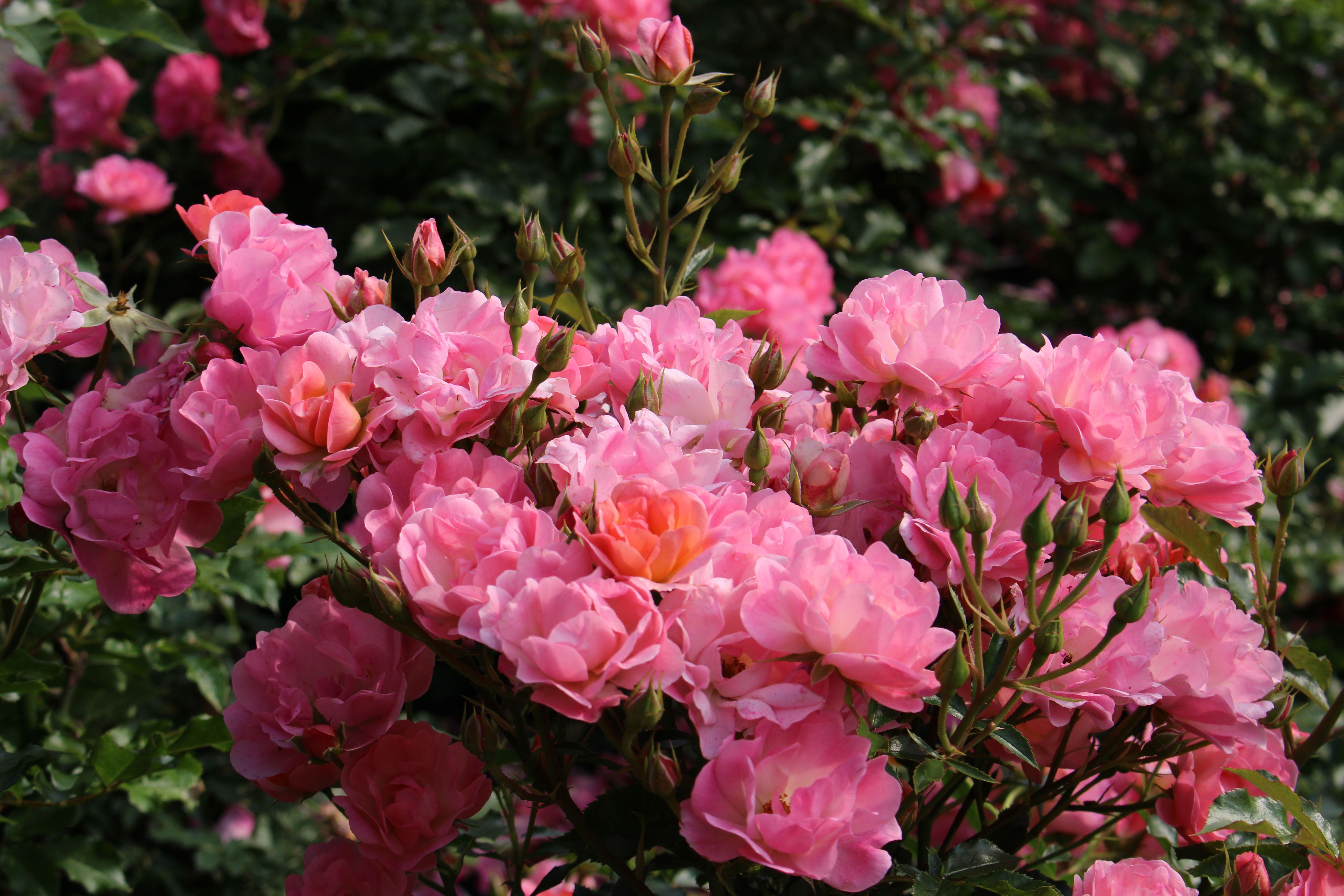 Beautiful Blooming Pink Roses in Toronto Garden · Free Stock Photo