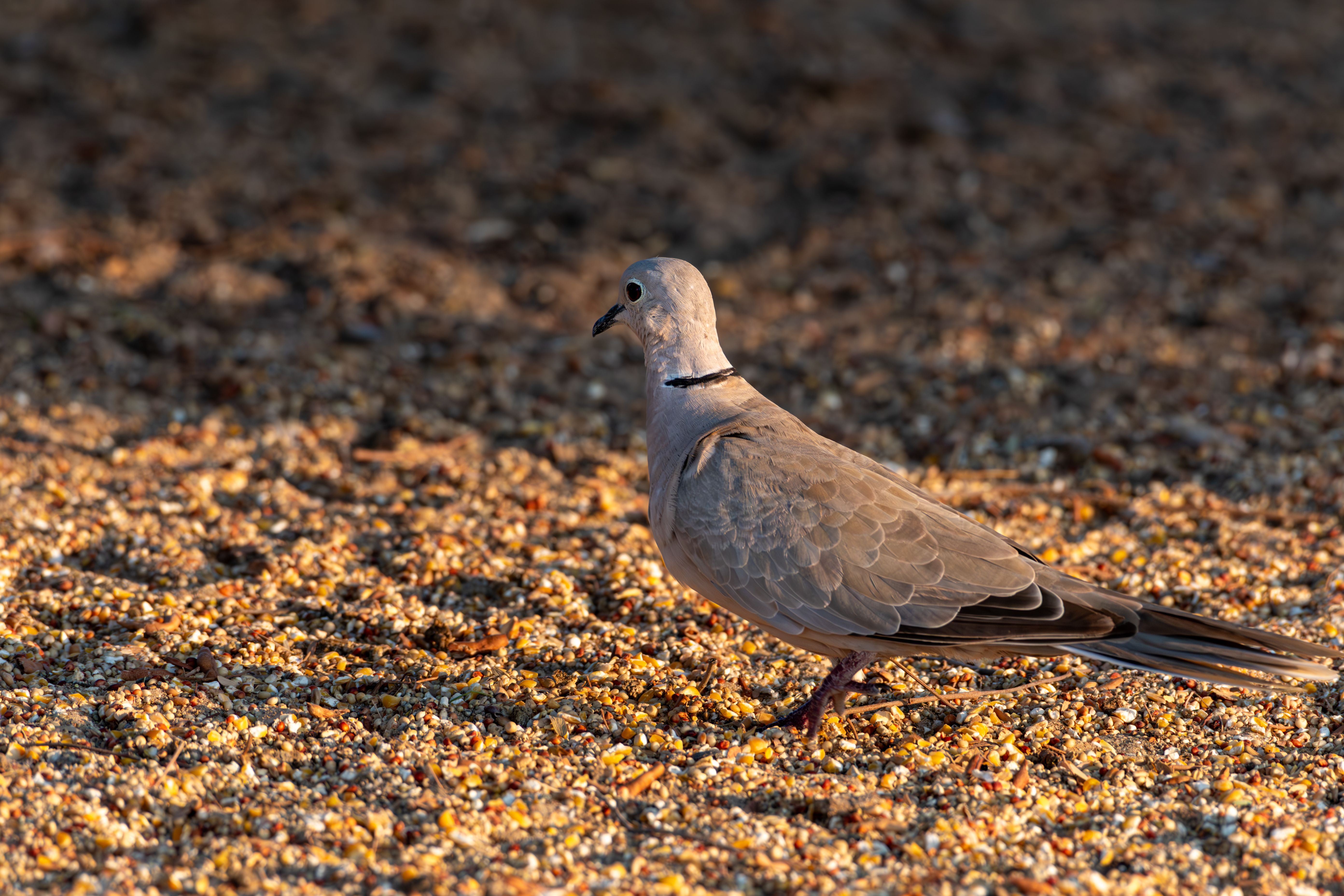 Close-up of a Eurasian Collared Dove on Gravel · Free Stock Photo