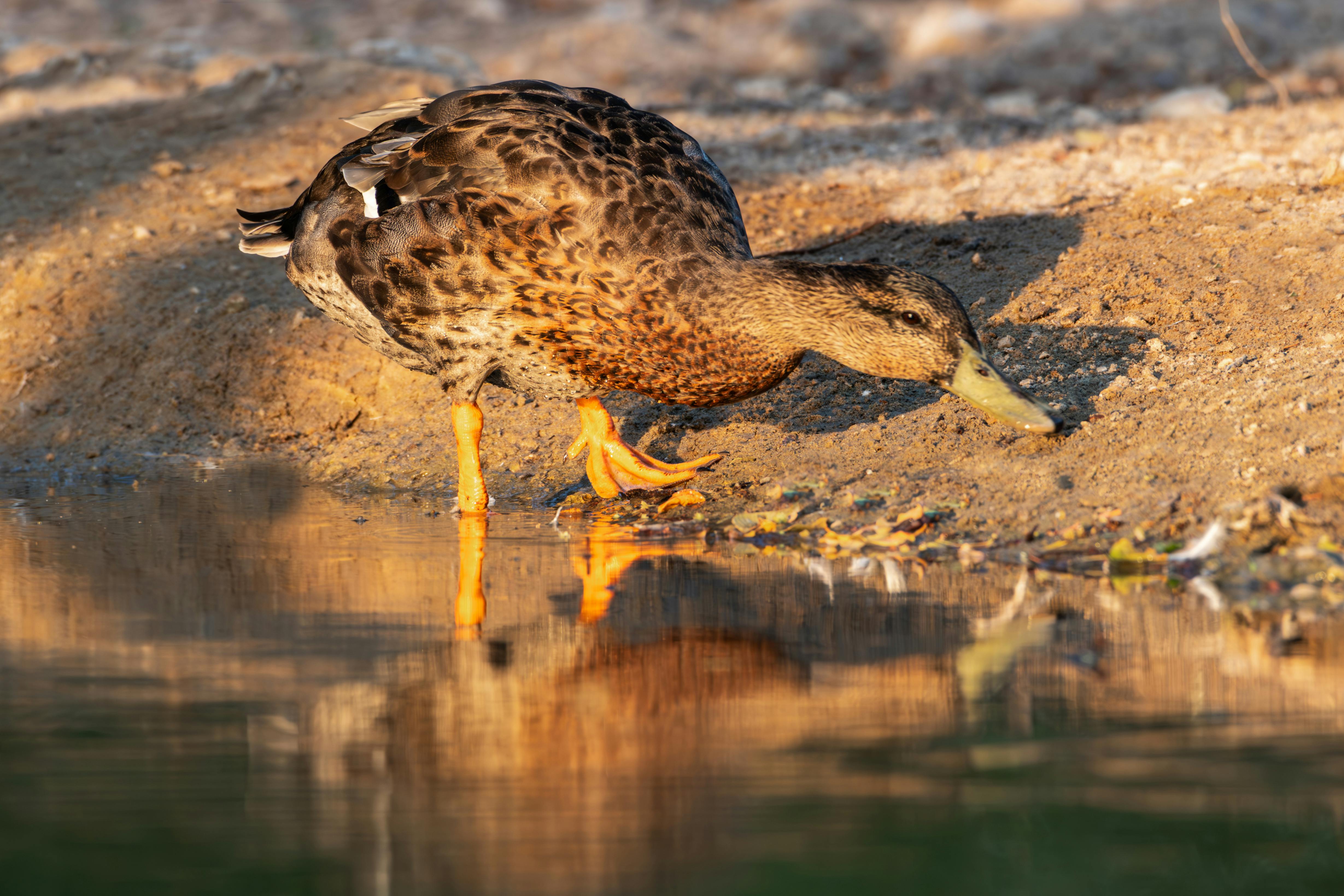 Mallard Duck Drinking from a Lakeside · Free Stock Photo
