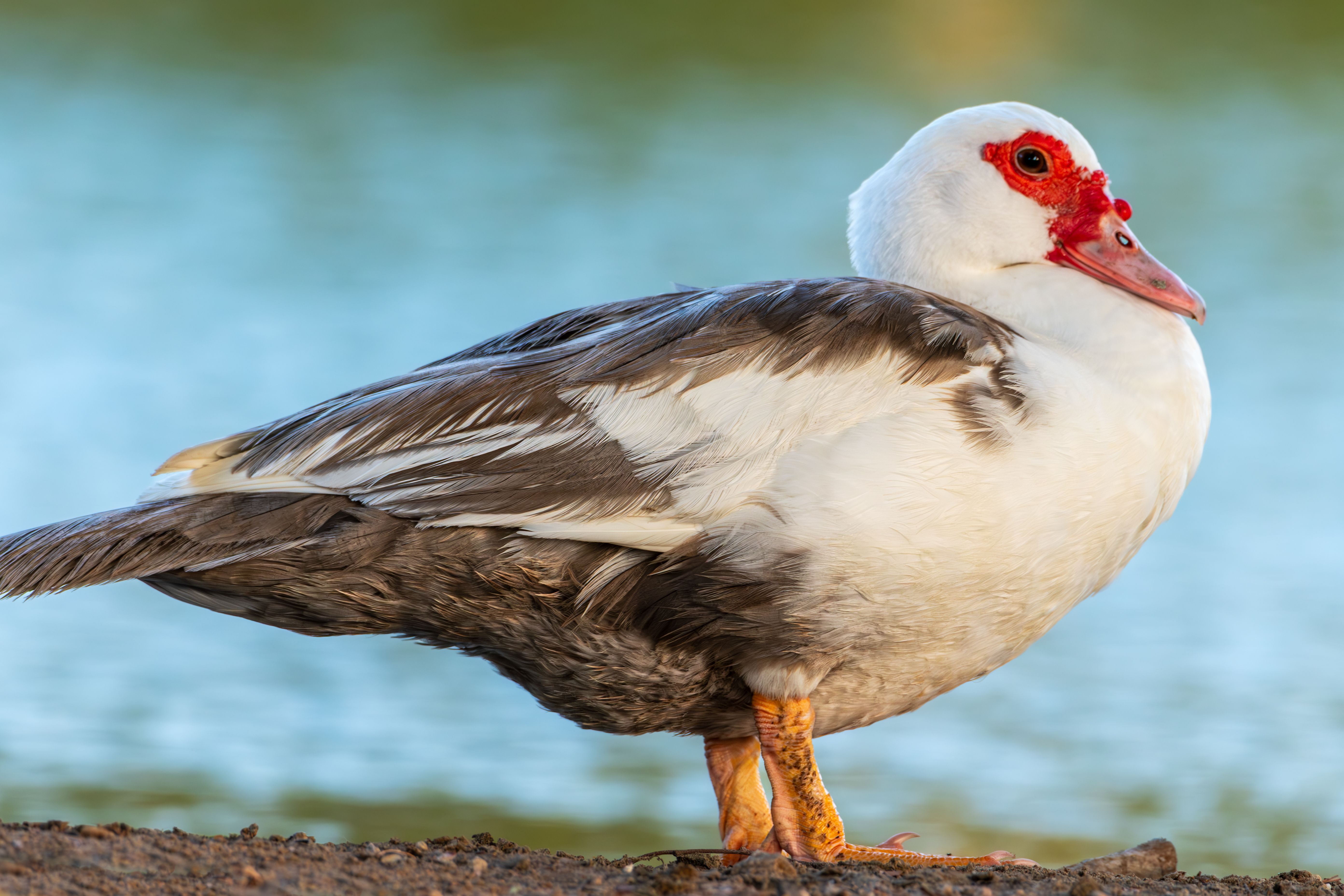 Close-up Portrait of a Muscovy Duck in Nature · Free Stock Photo