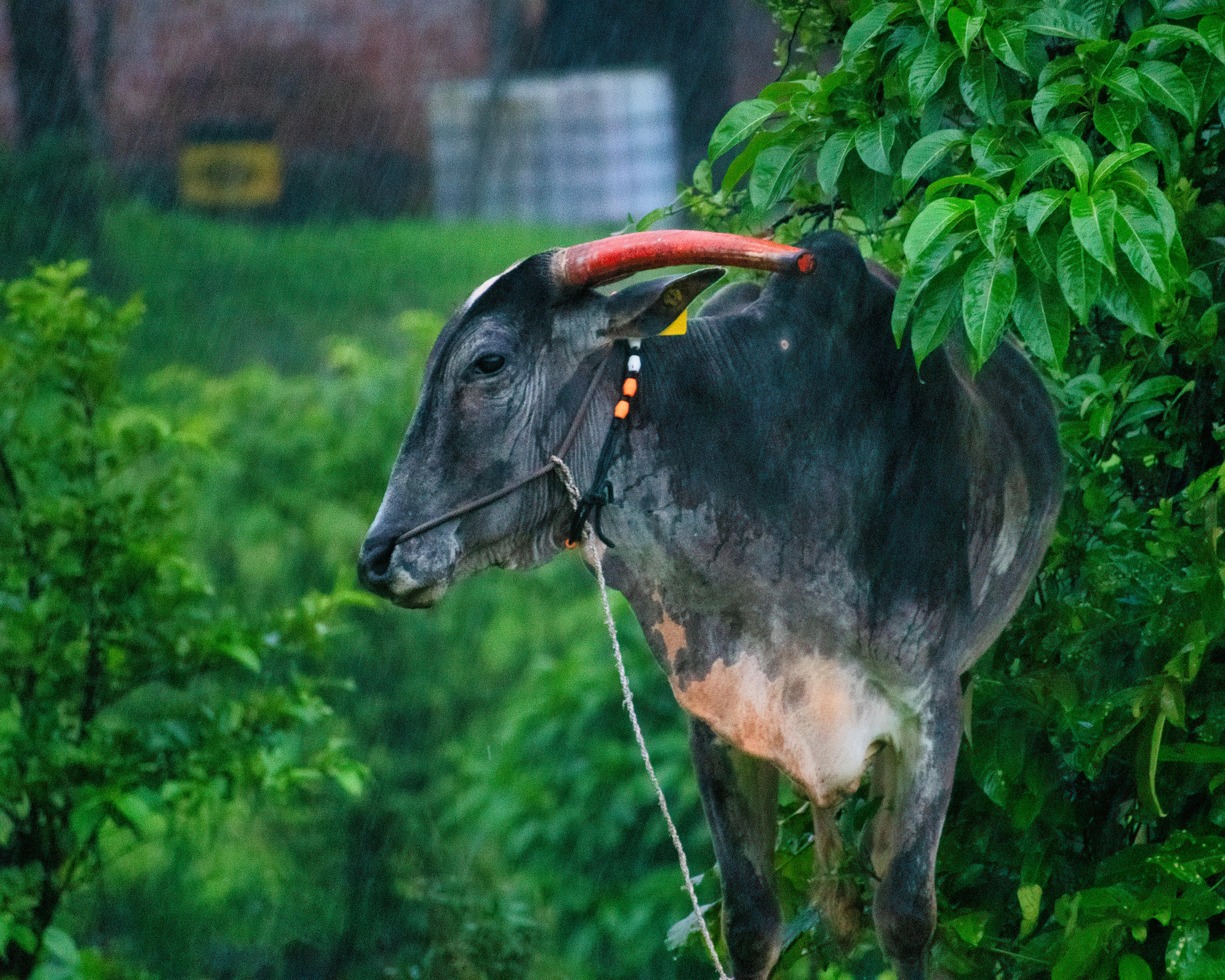 Indian Cow Photos, Download The BEST Free Indian Cow Stock Photos & HD ...