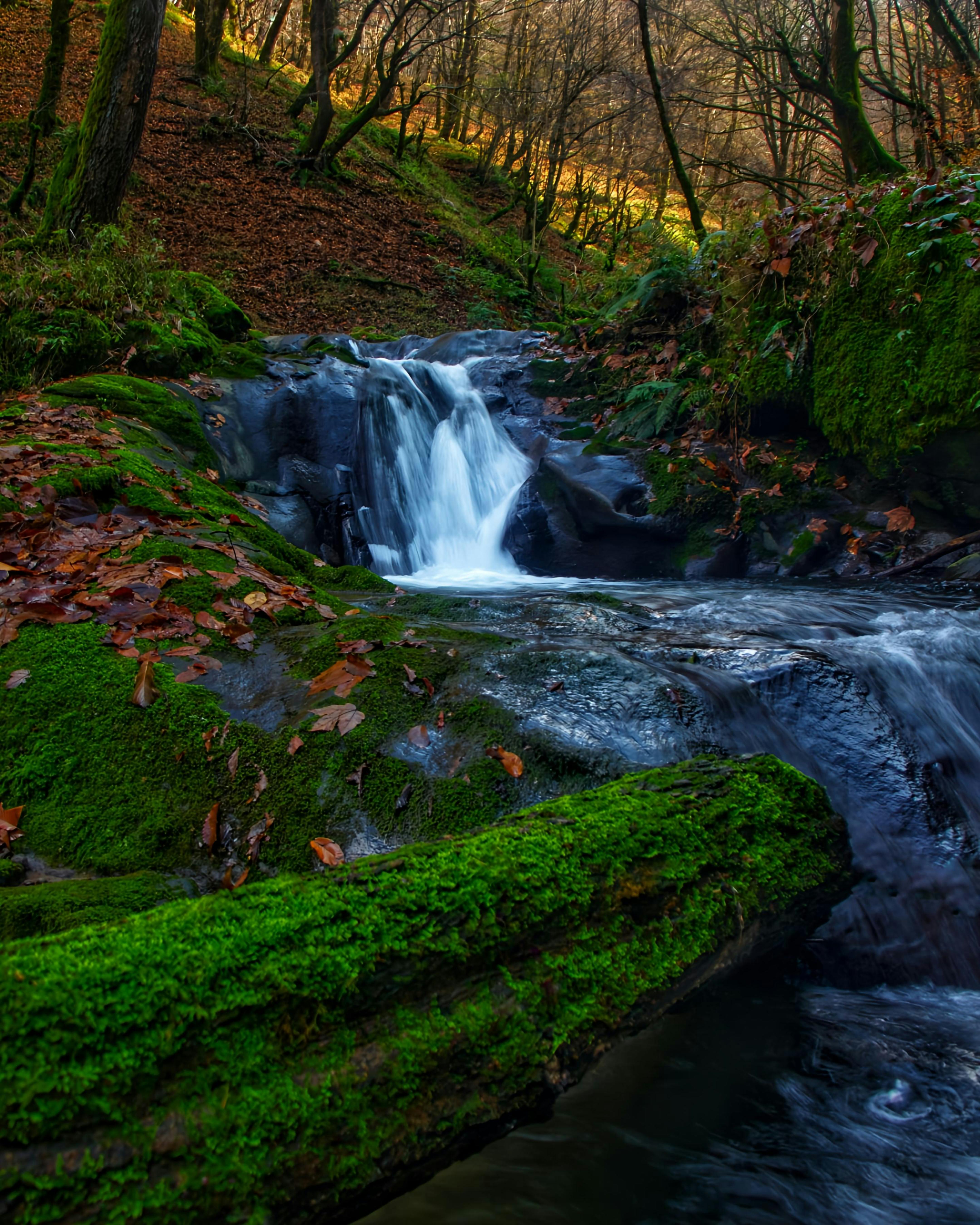 Serene Forest Waterfall in Gilan Province · Free Stock Photo