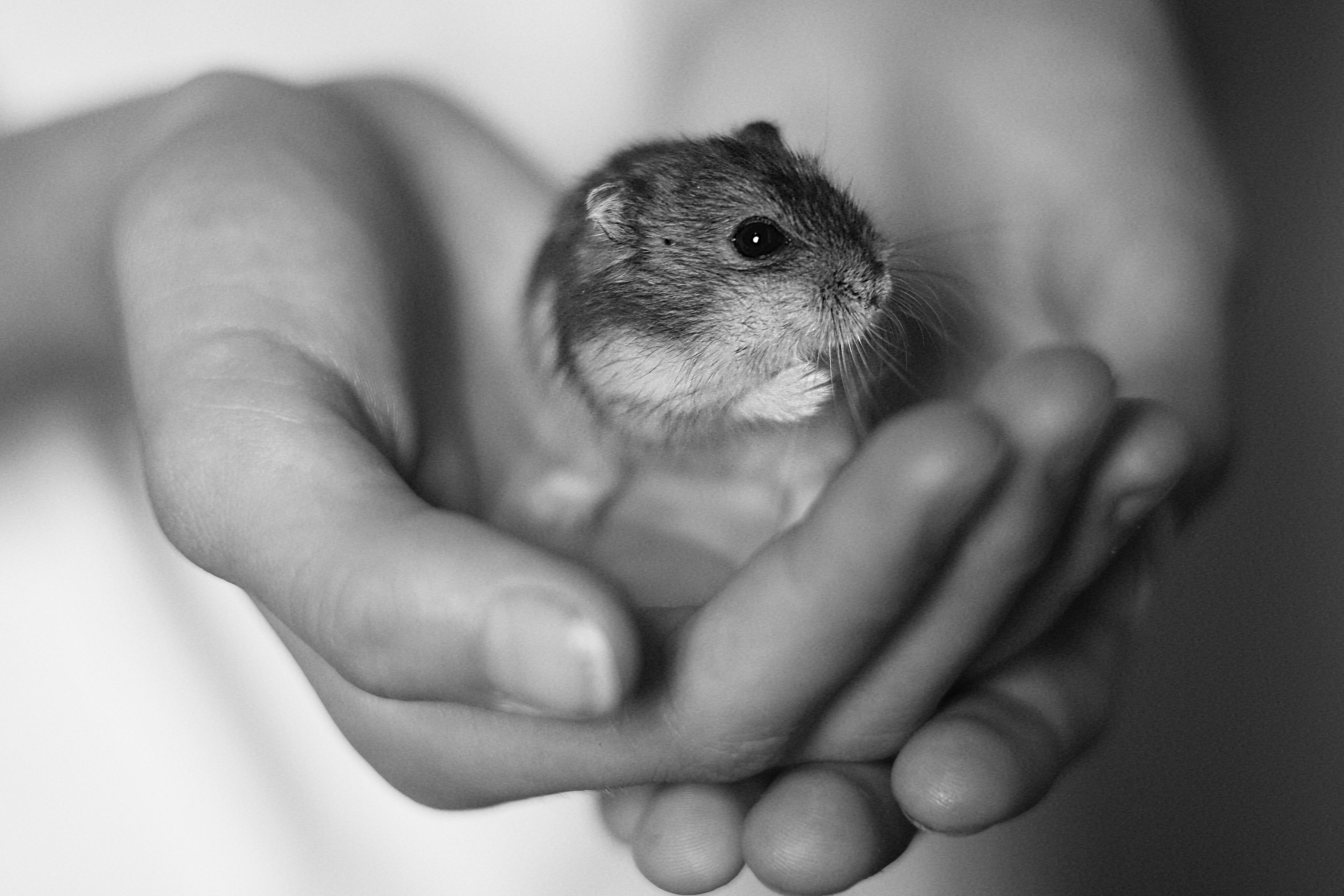 Close-up of Hamster in Gentle Hands · Free Stock Photo