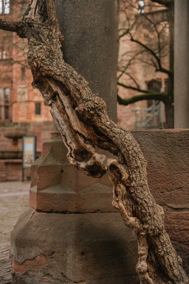 Arjun Tree Photos, Download The BEST Free Arjun Tree Stock Photos & HD ...