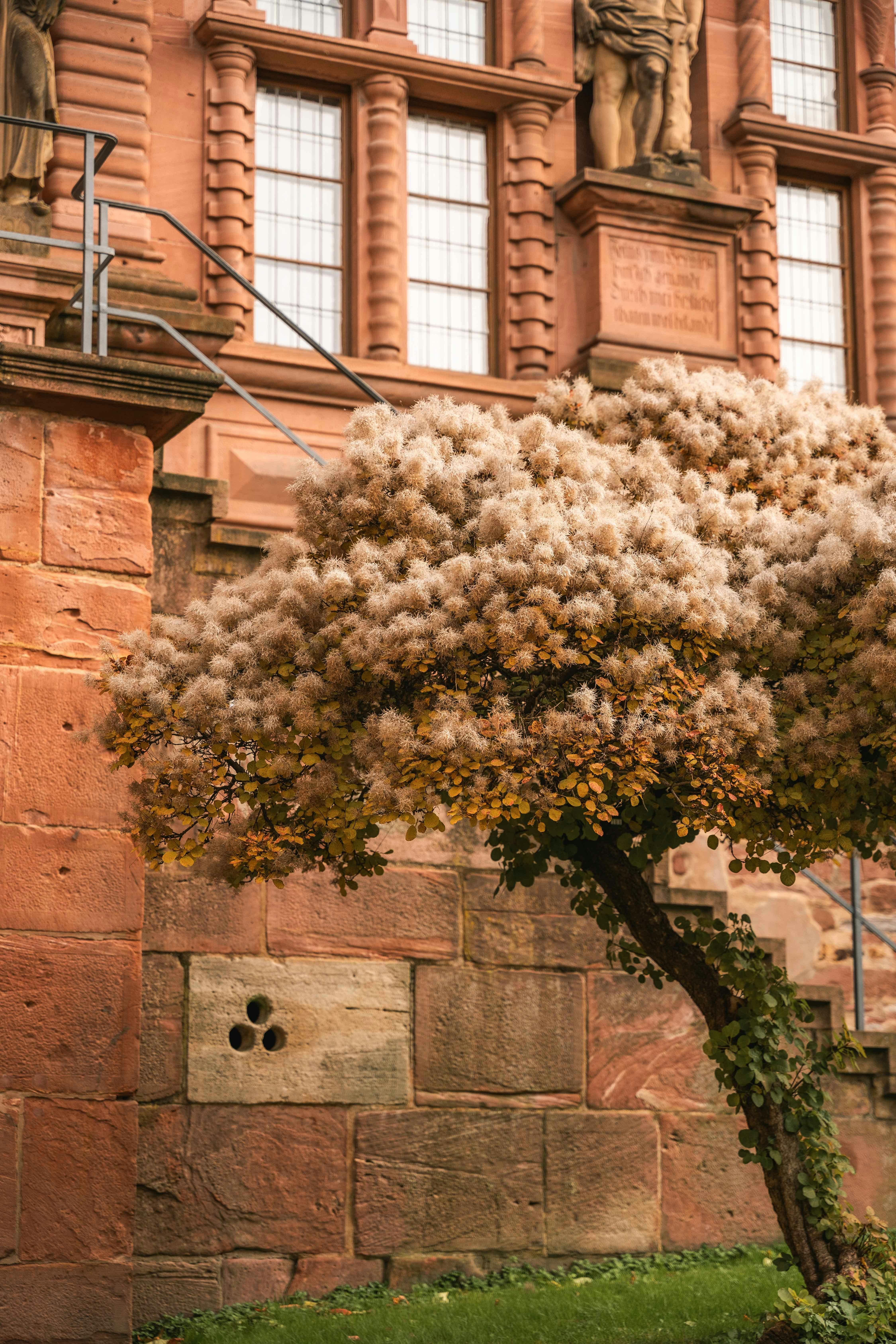 Spectacular Tree Bloom Next to Historic Heidelberg Wall · Free Stock Photo