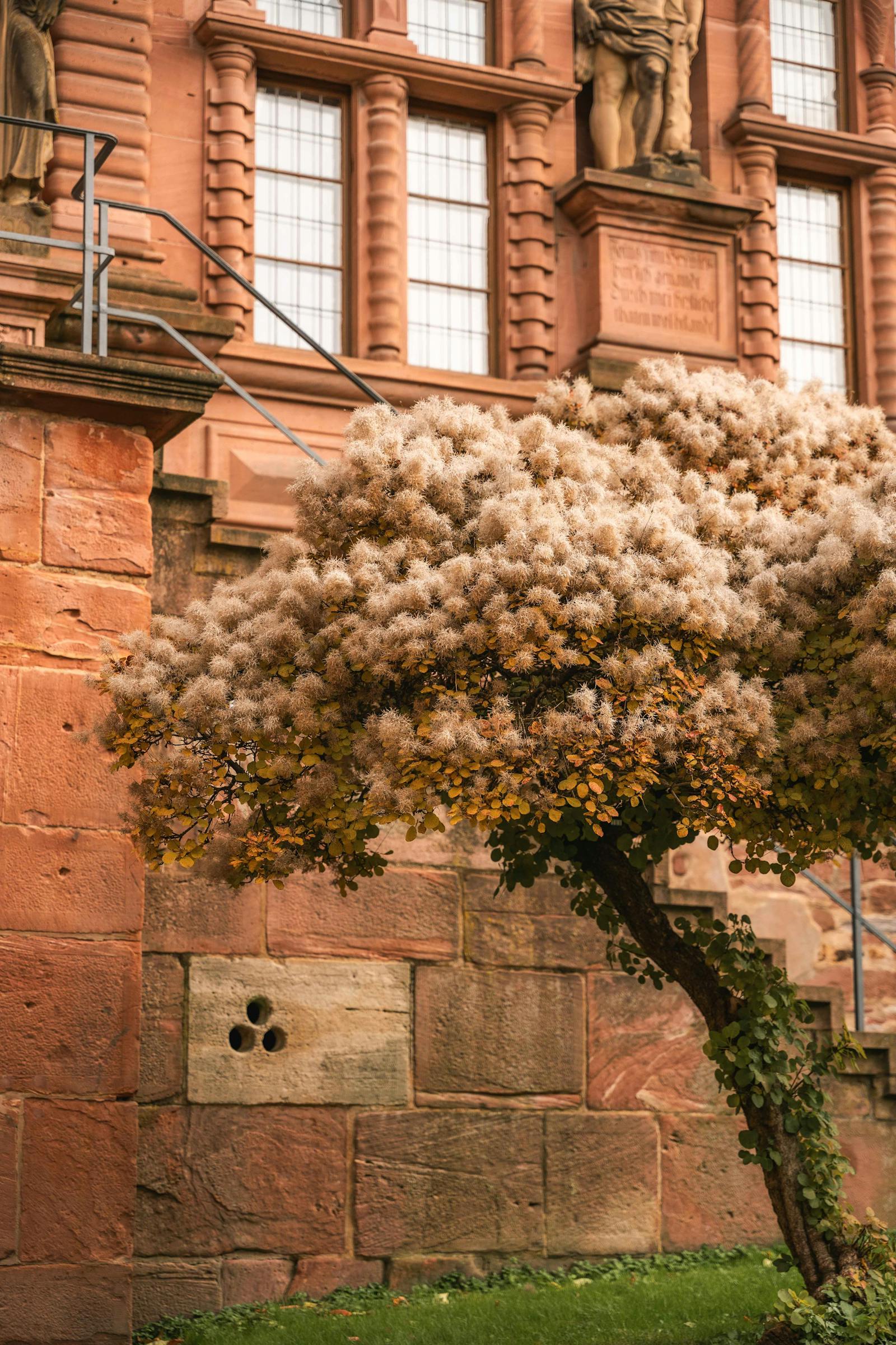 Arjun Tree Photos, Download The BEST Free Arjun Tree Stock Photos & HD ...