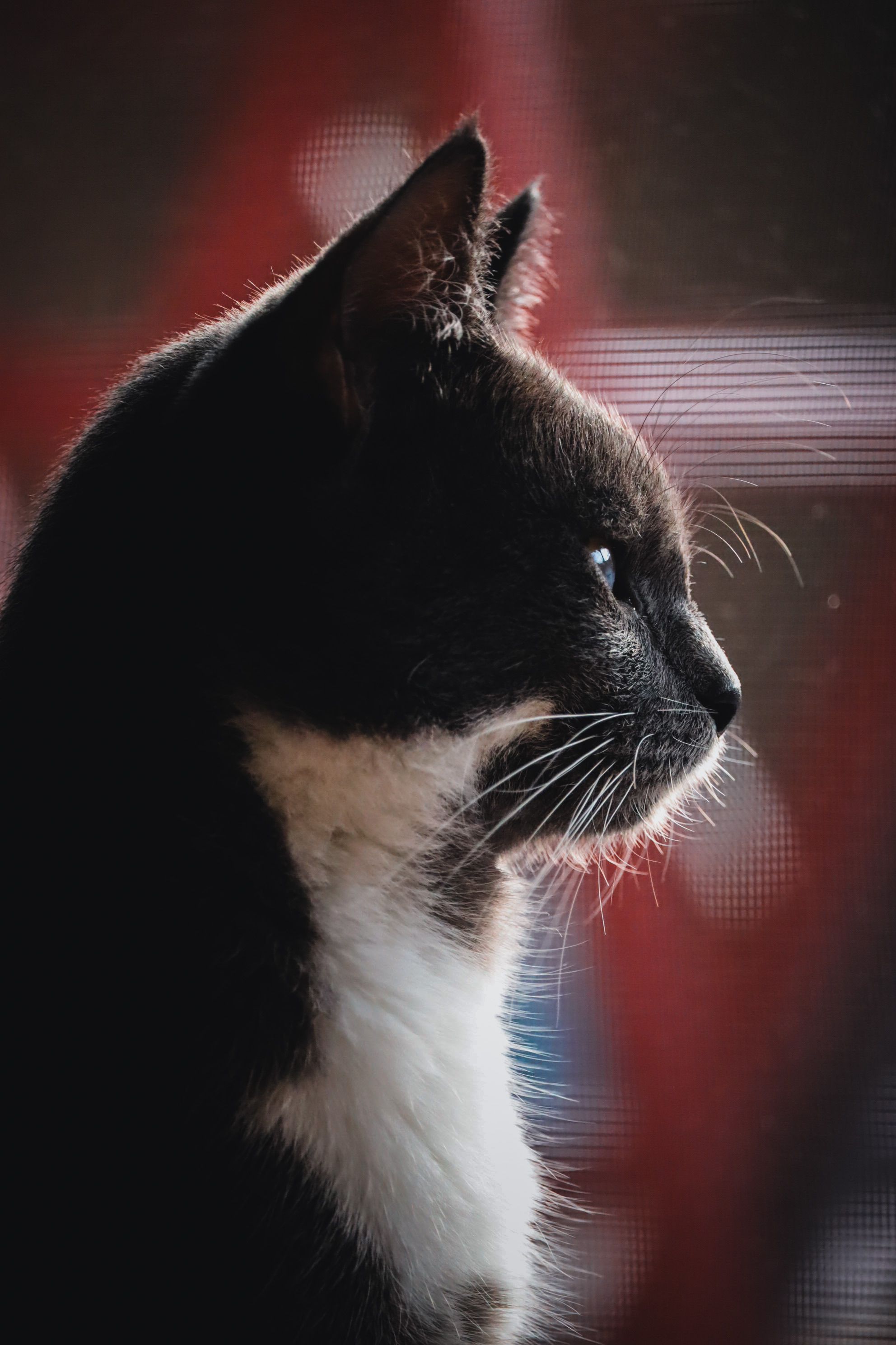 Visão De Perfil De Um Gato Doméstico Atencioso · Foto profissional gratuita