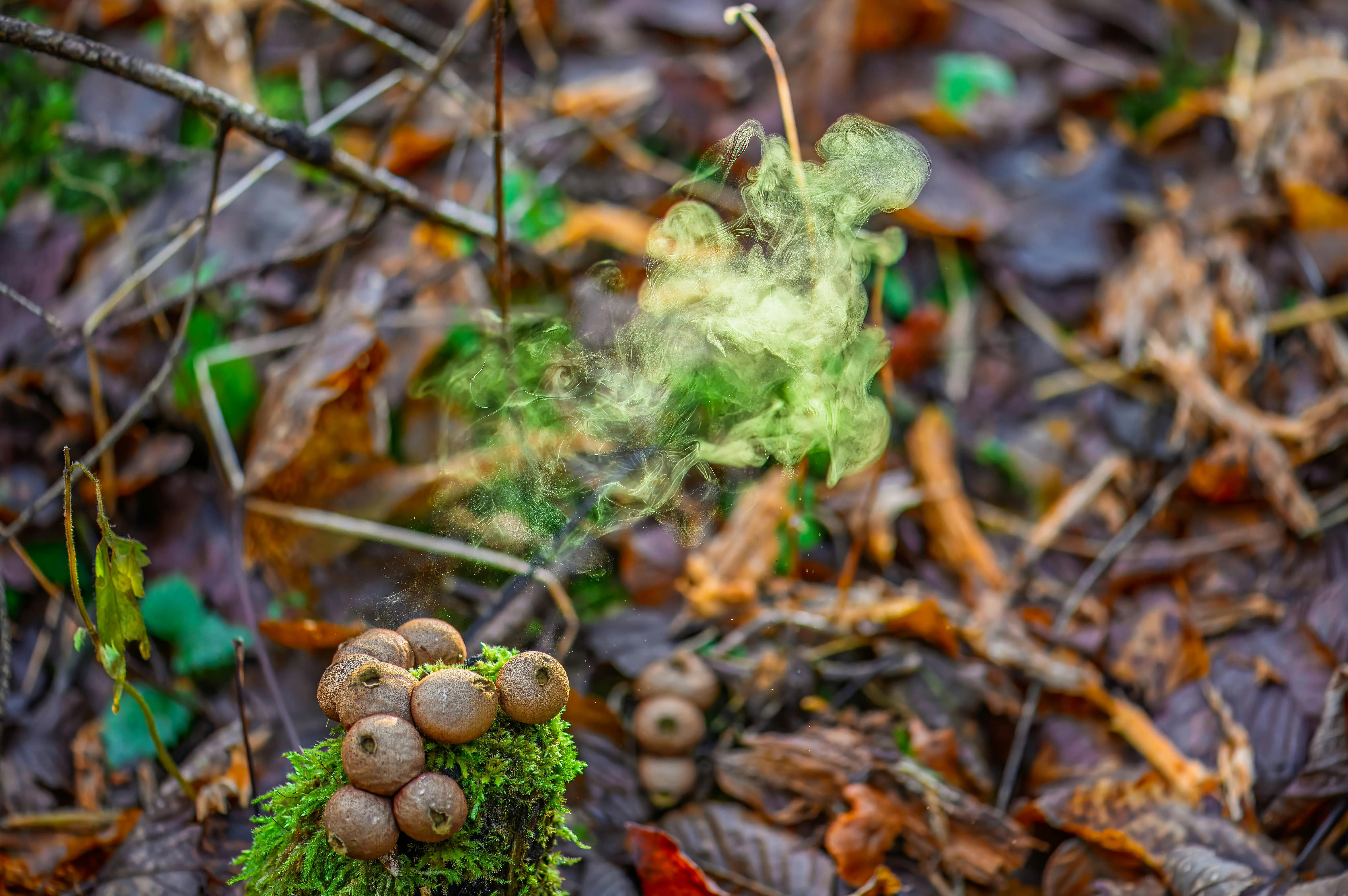 Close-Up of Puffball Mushrooms Releasing Spores · Free Stock Photo