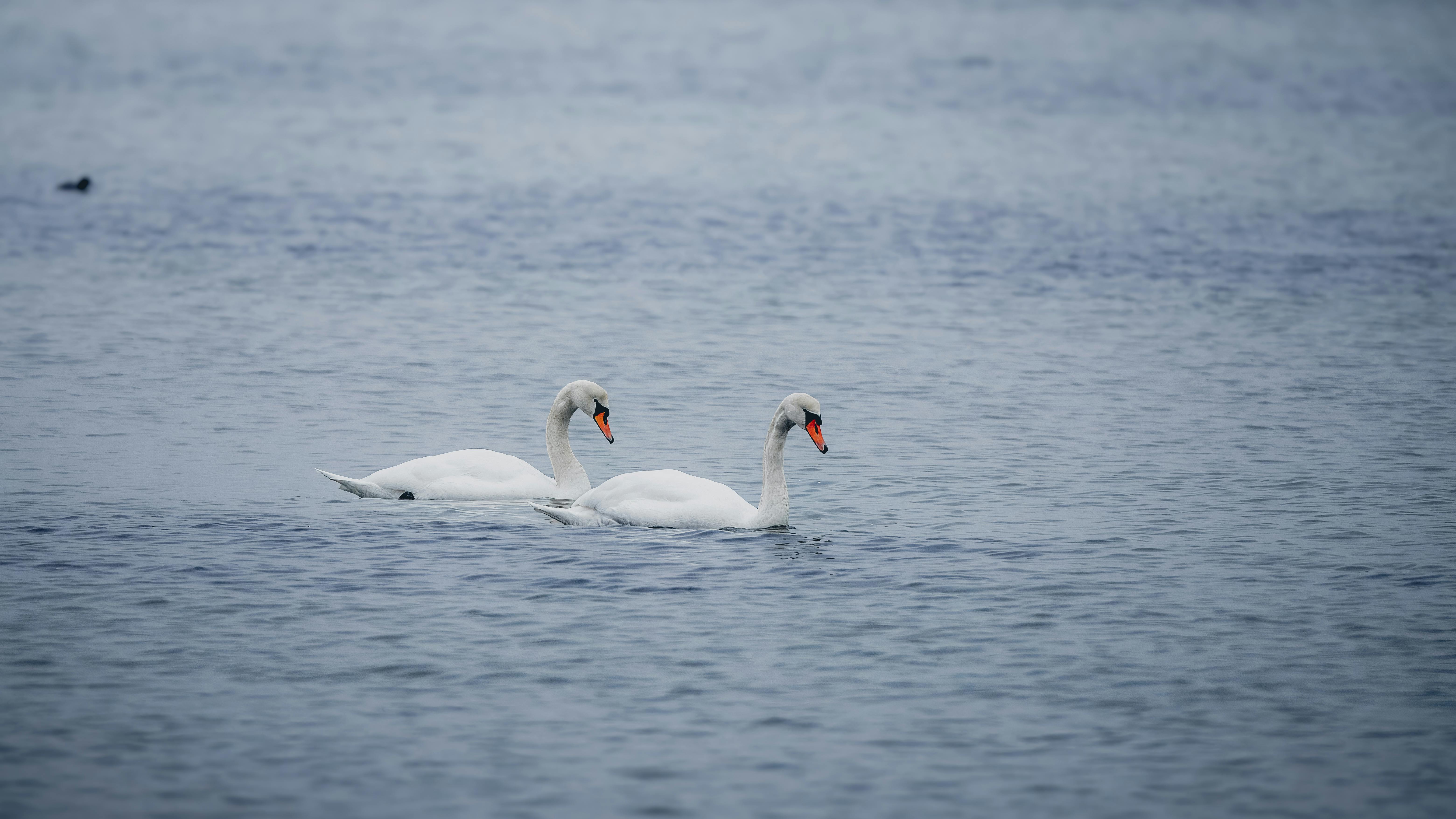 Graceful Swans on Serene Swedish Lake · Free Stock Photo