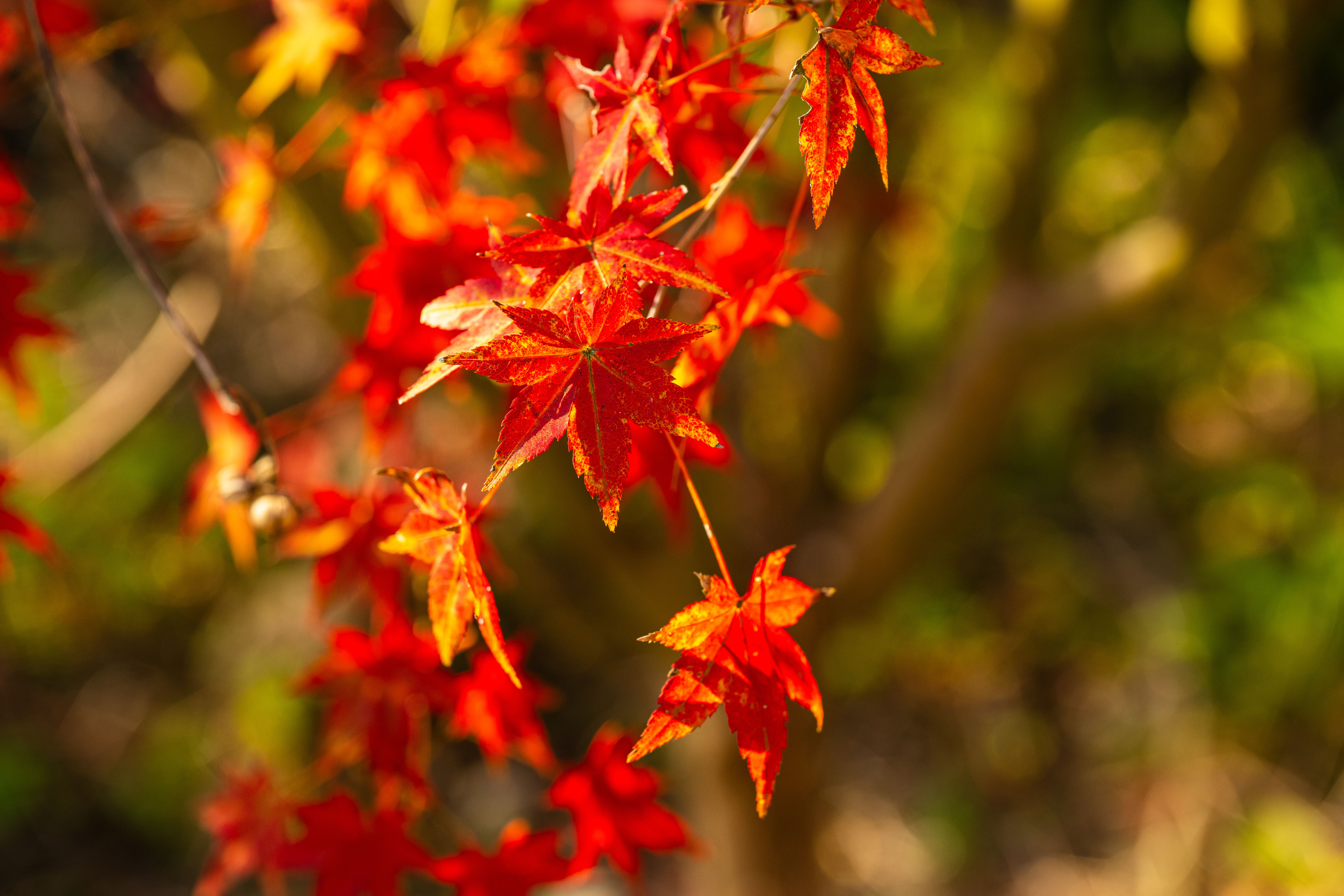 Vibrant Red Autumn Maple Leaves in Sunlight · Free Stock Photo