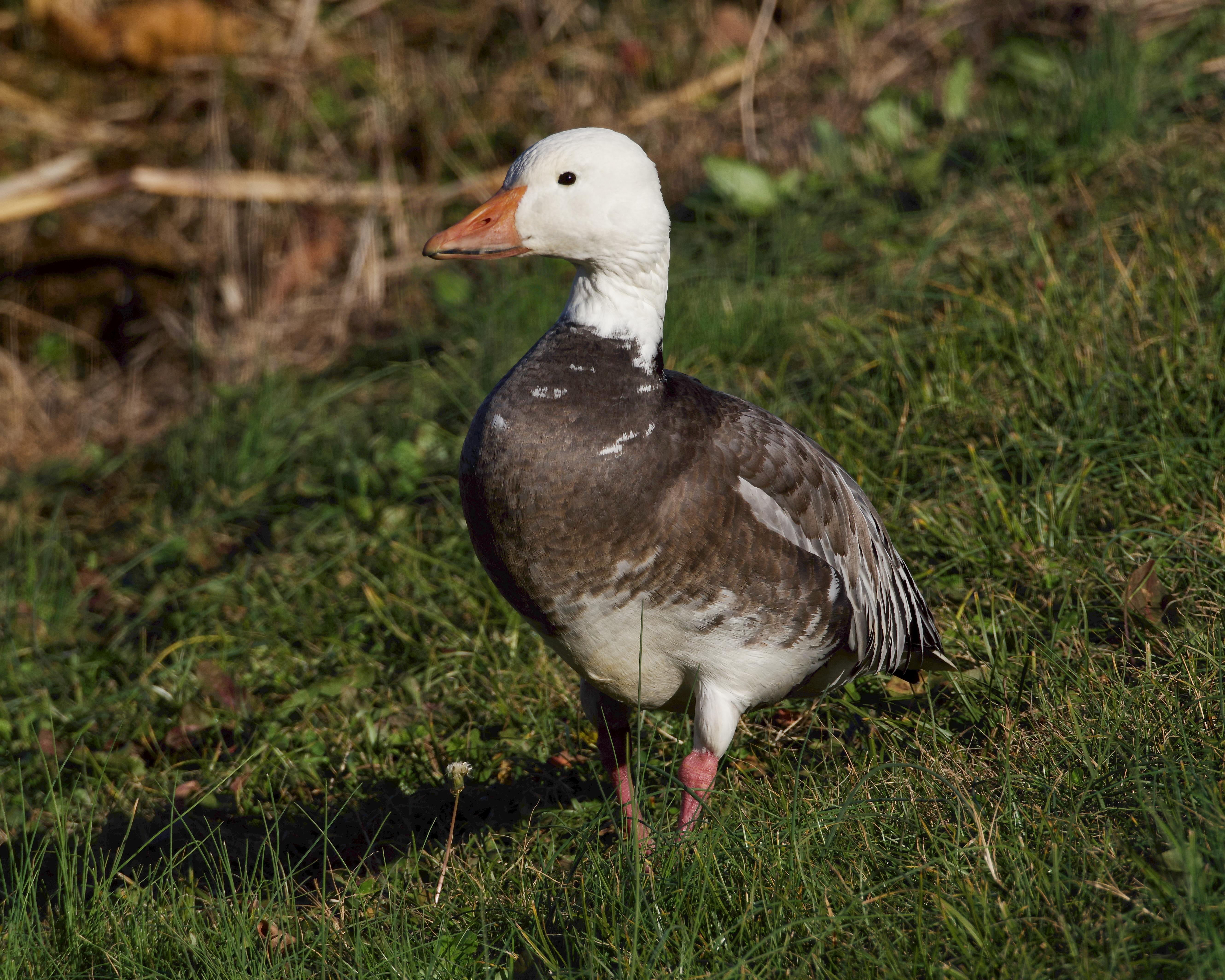 Snow Goose in Decatur Park, Alabama · Free Stock Photo