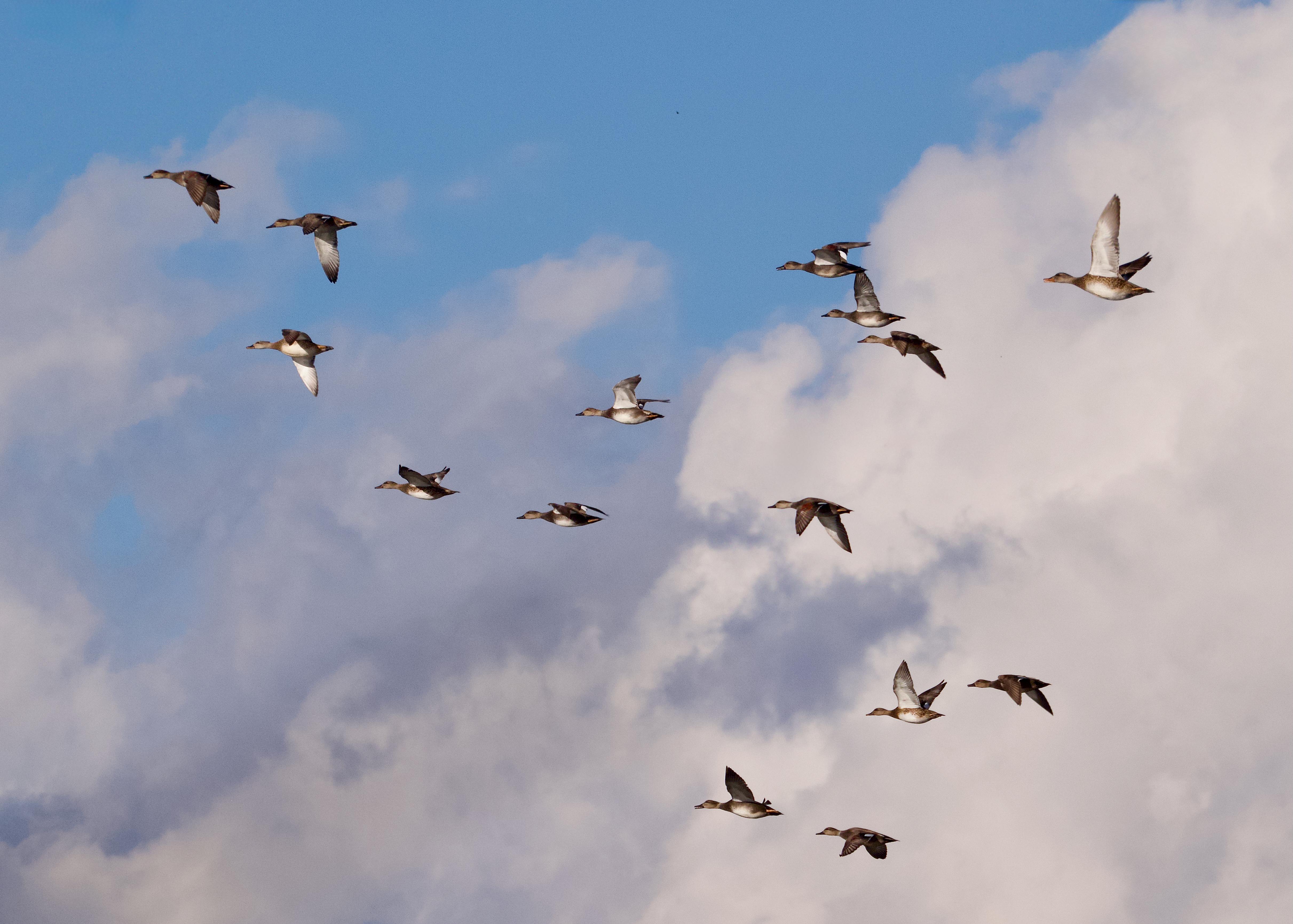 Patos De Goodwall Chegando Ao Refúgio · Foto profissional gratuita