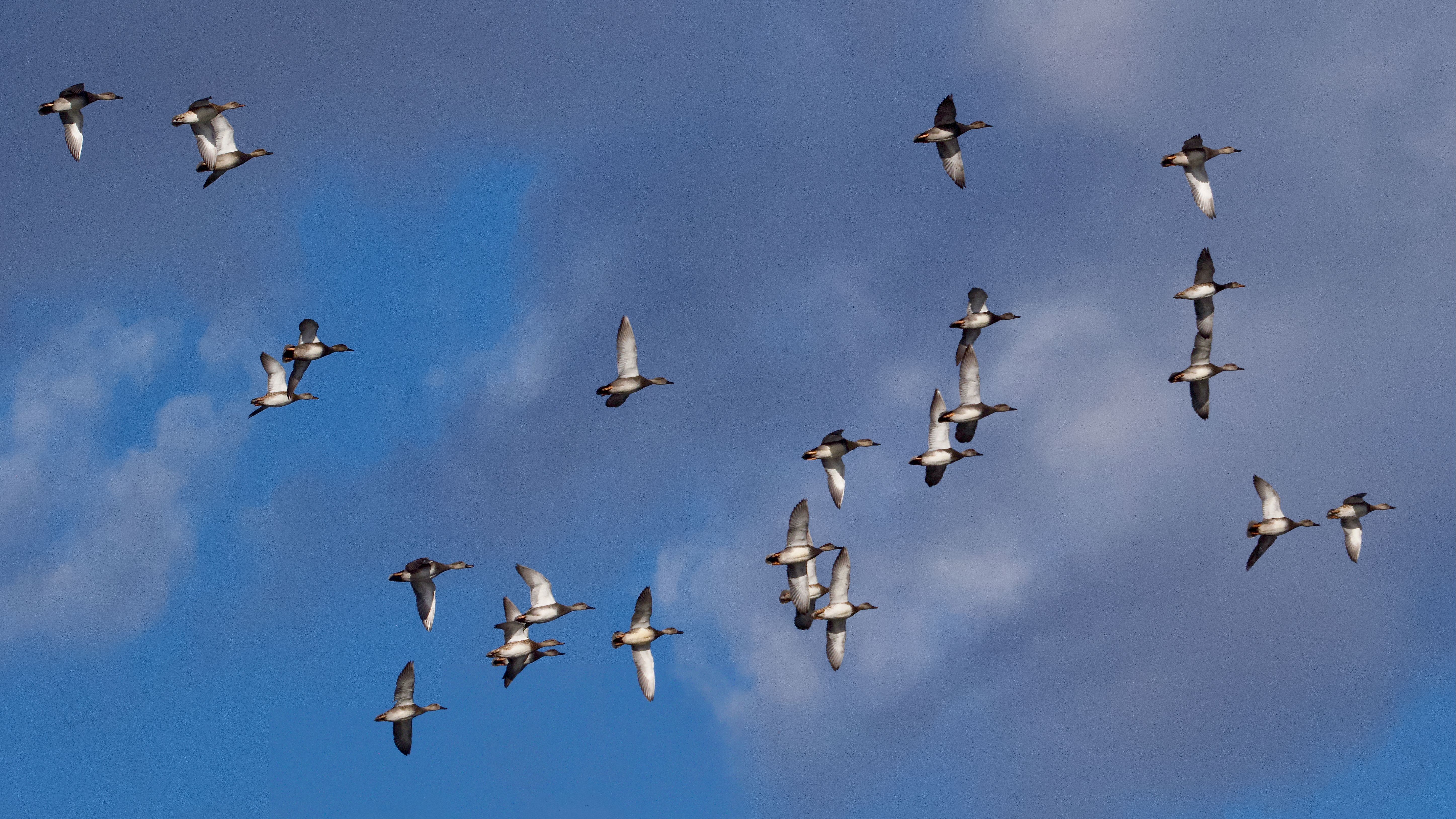 Flock of Ducks Flying Against a Blue Sky · Free Stock Photo