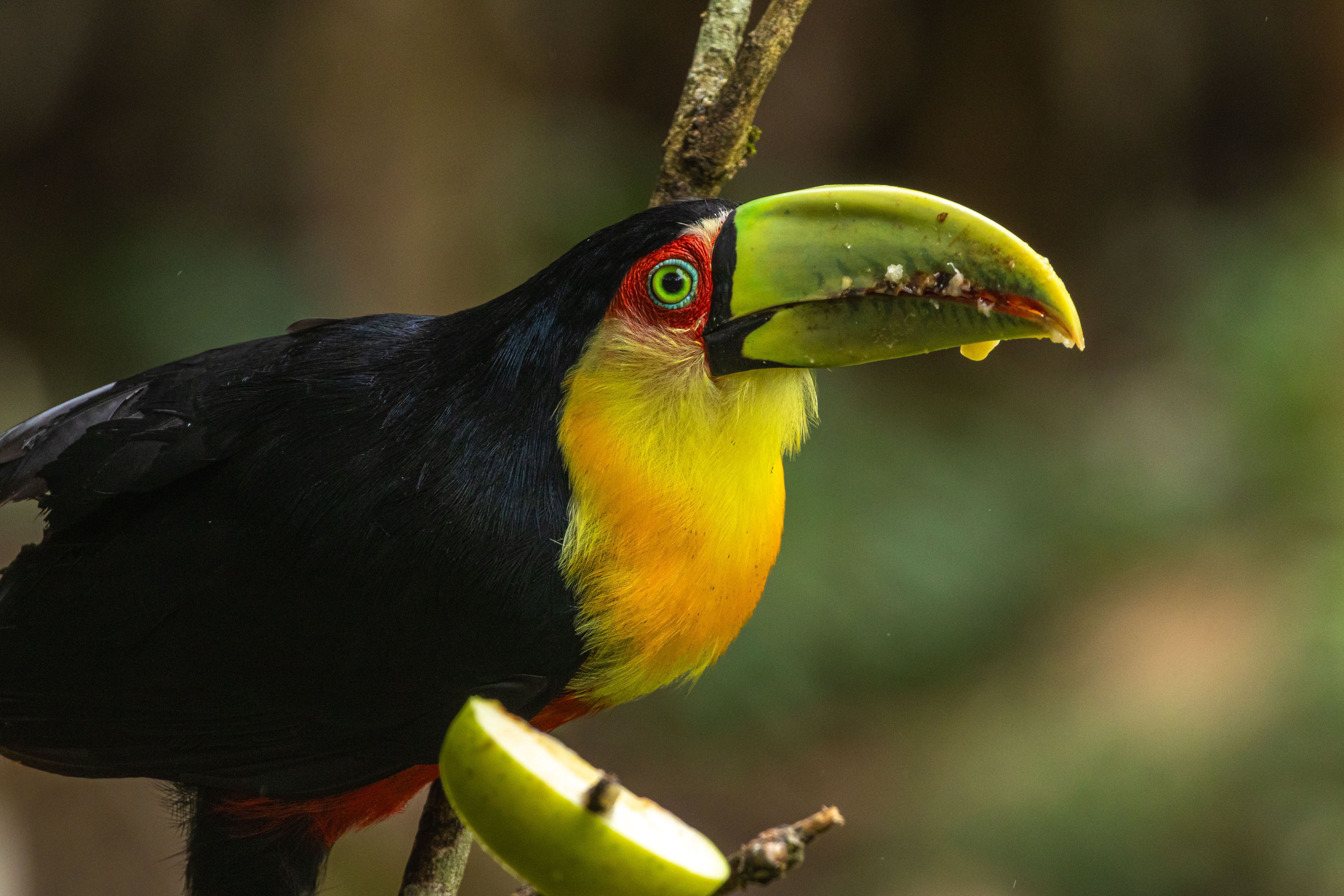 Colorful Araçari Bird in Tapiraí, Brazil Forest · Free Stock Photo
