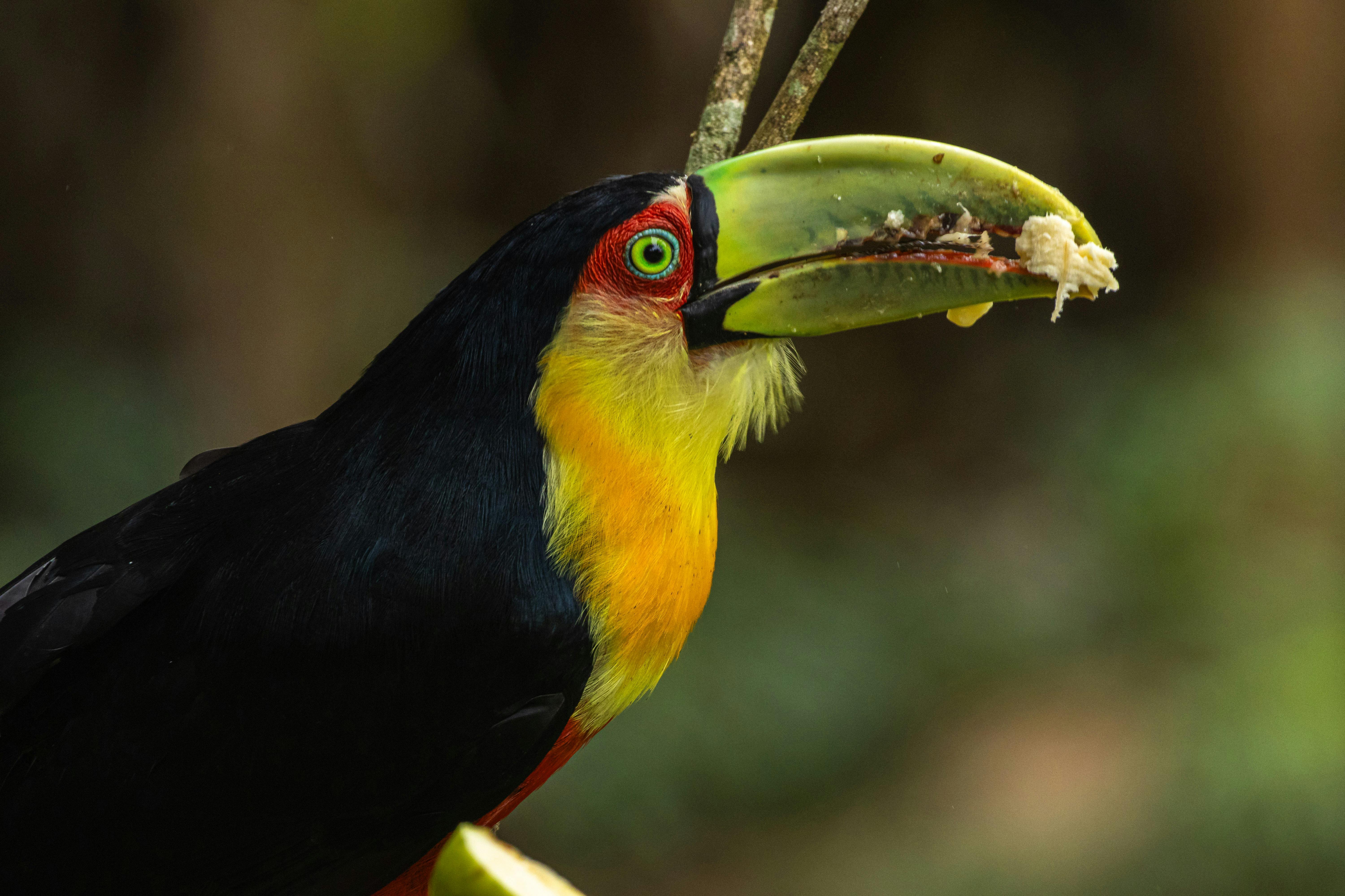 Pozarni Toucan Photos, Download The BEST Free Pozarni Toucan Stock ...