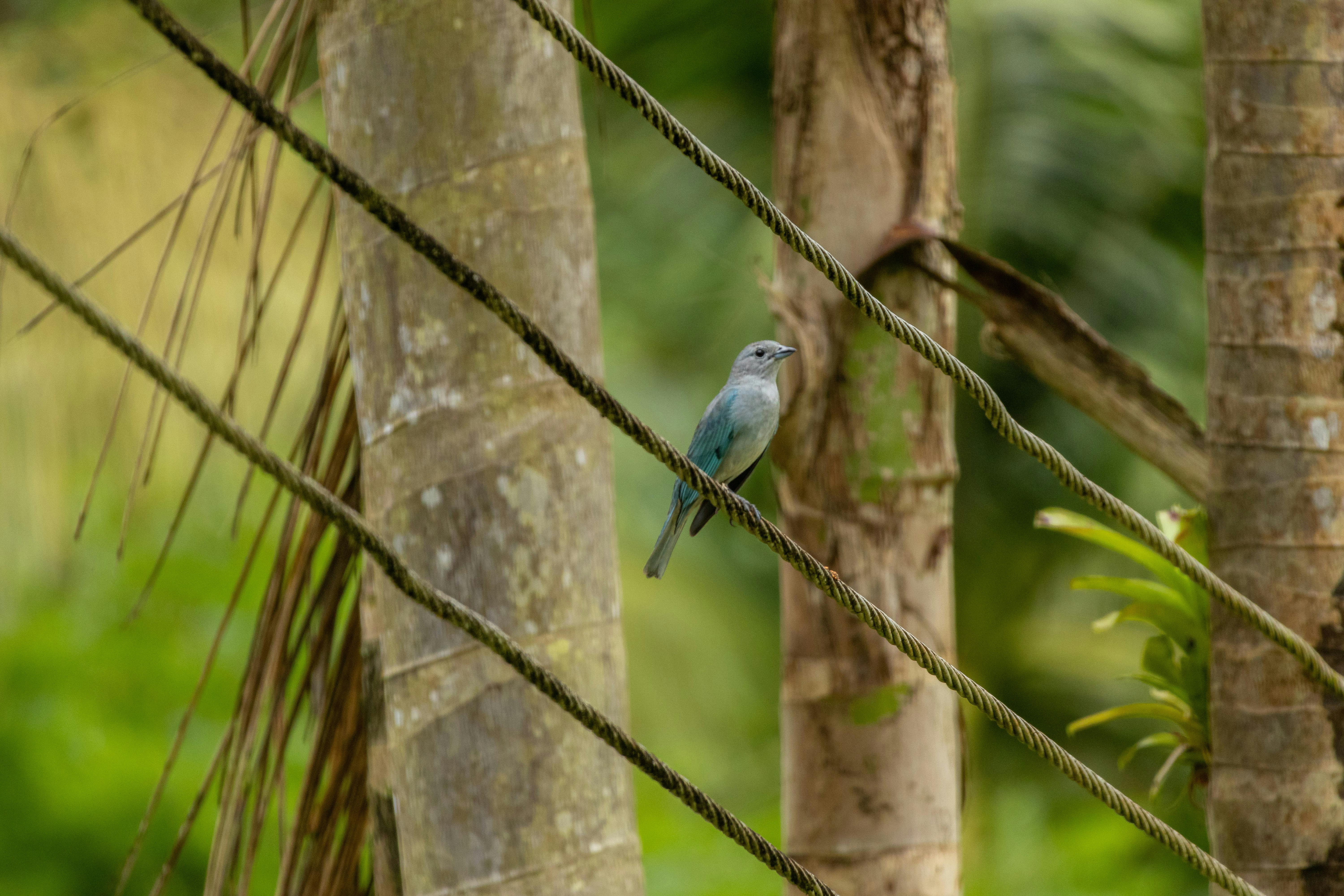 Blue Bird Perched Among Palm Trees in Brazil · Free Stock Photo