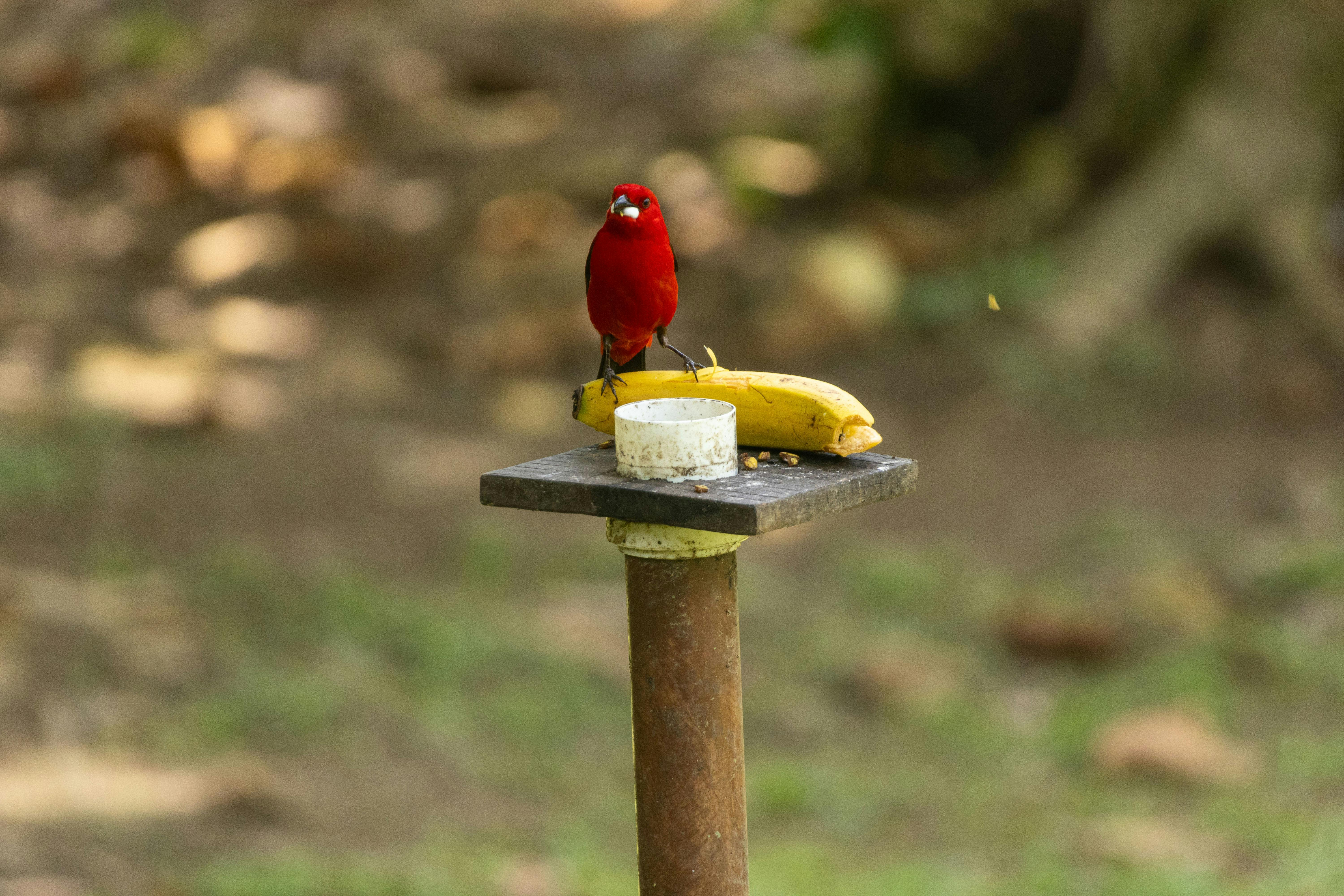 Vibrant Brazilian Bird on Feeder · Free Stock Photo