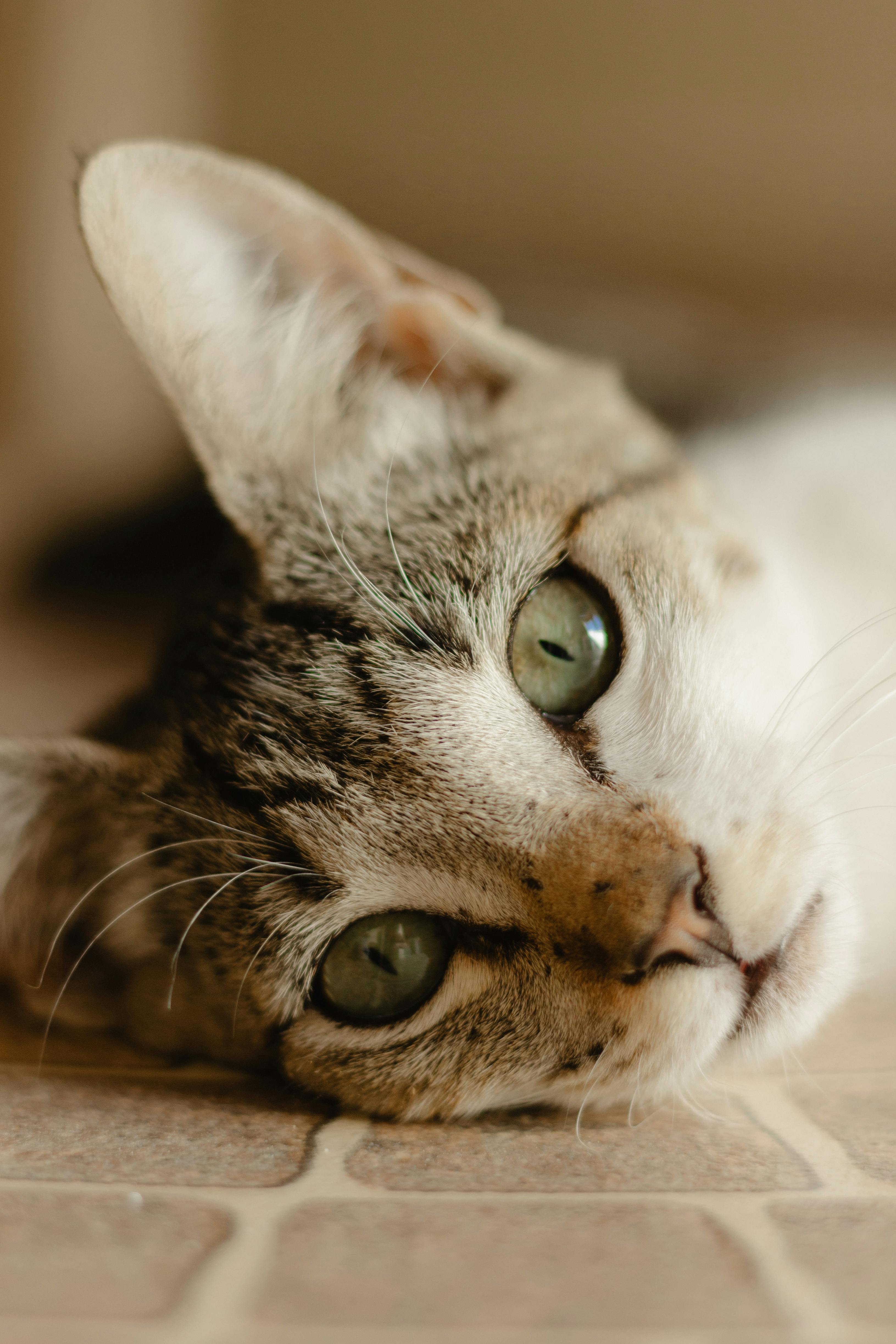 Cats Close Up Photos, Download The BEST Free Cats Close Up Stock Photos ...