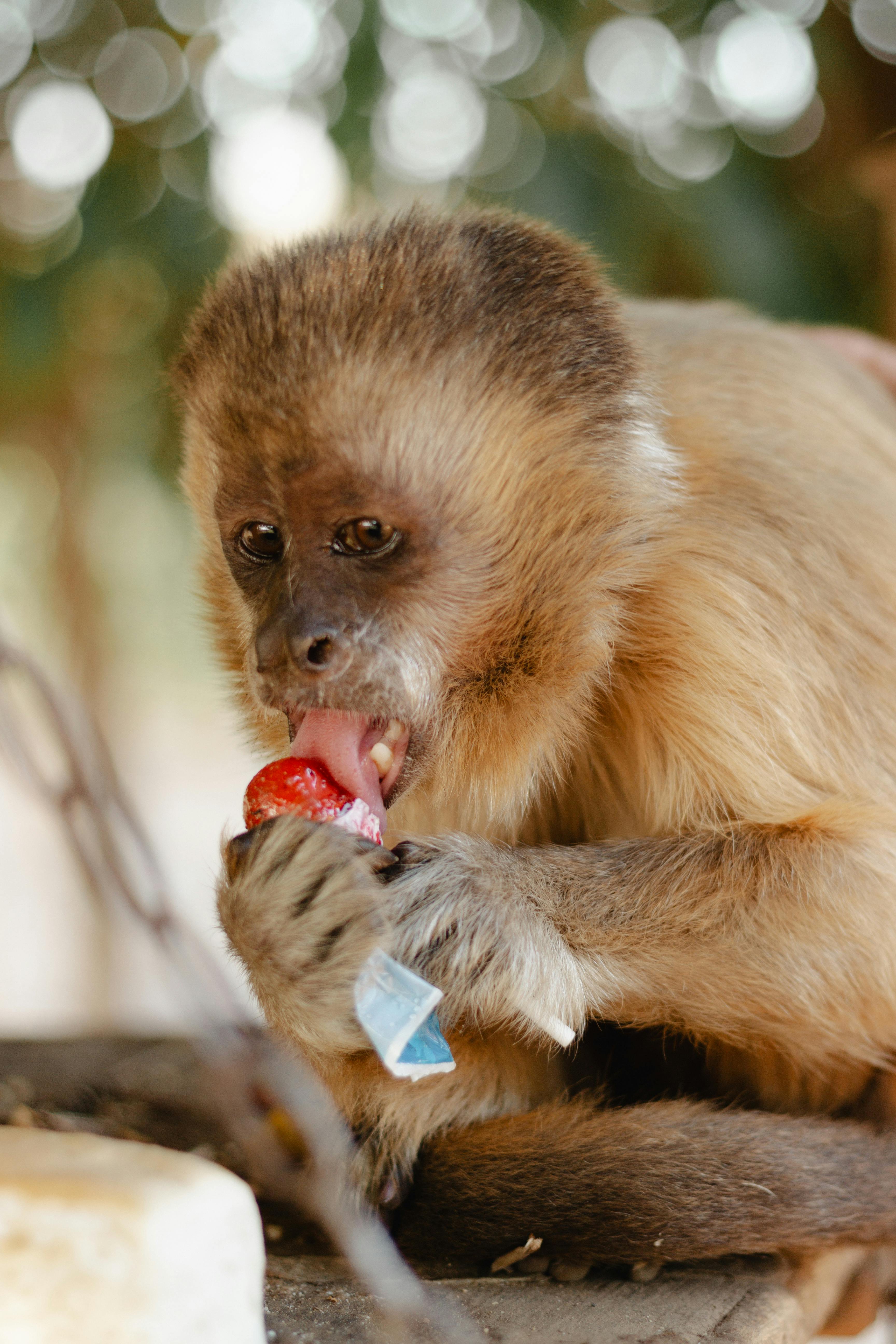 Capuchin Monkey Enjoying a Sweet Treat · Free Stock Photo