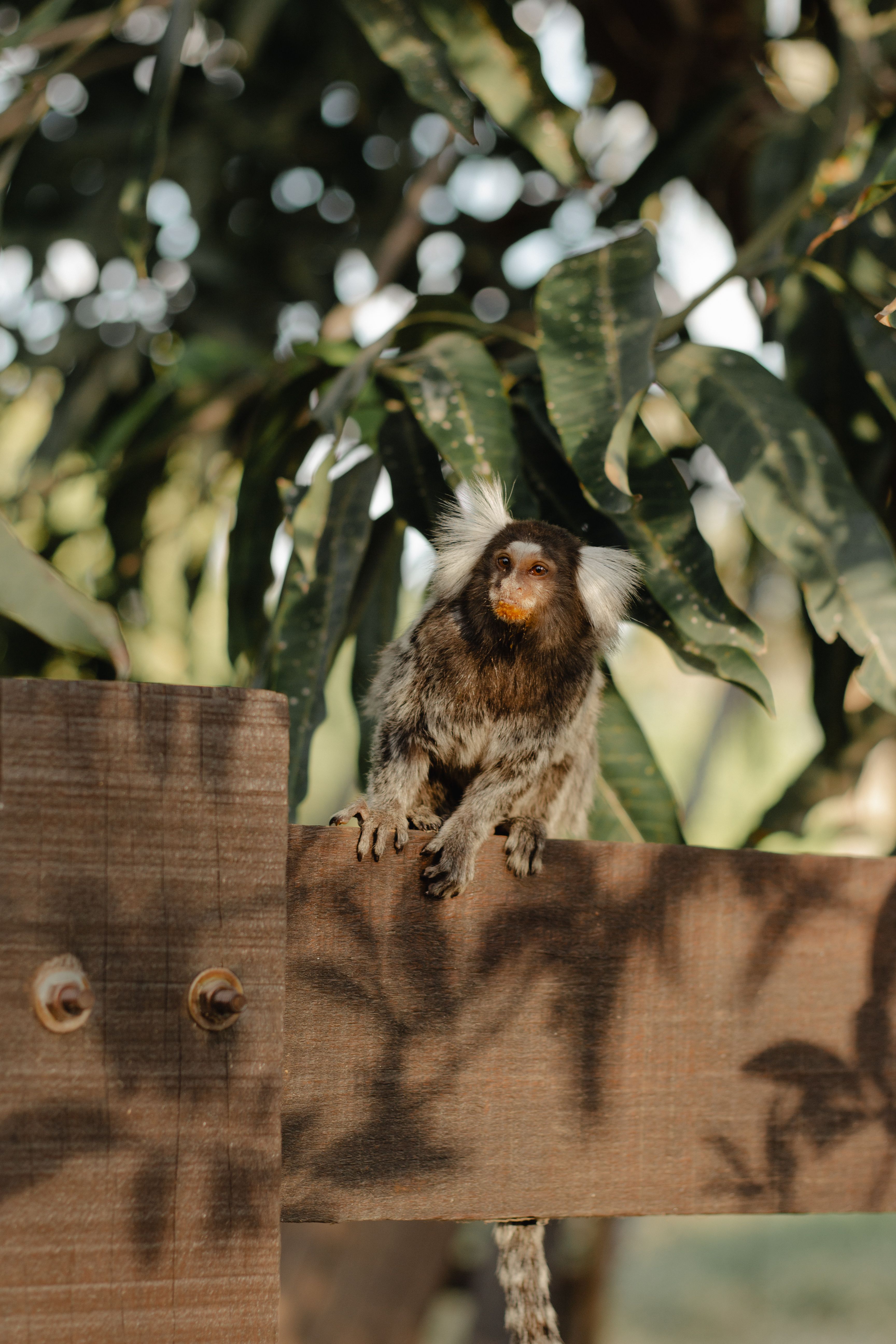 Common Marmoset on Wooden Fence in Natural Habitat · Free Stock Photo