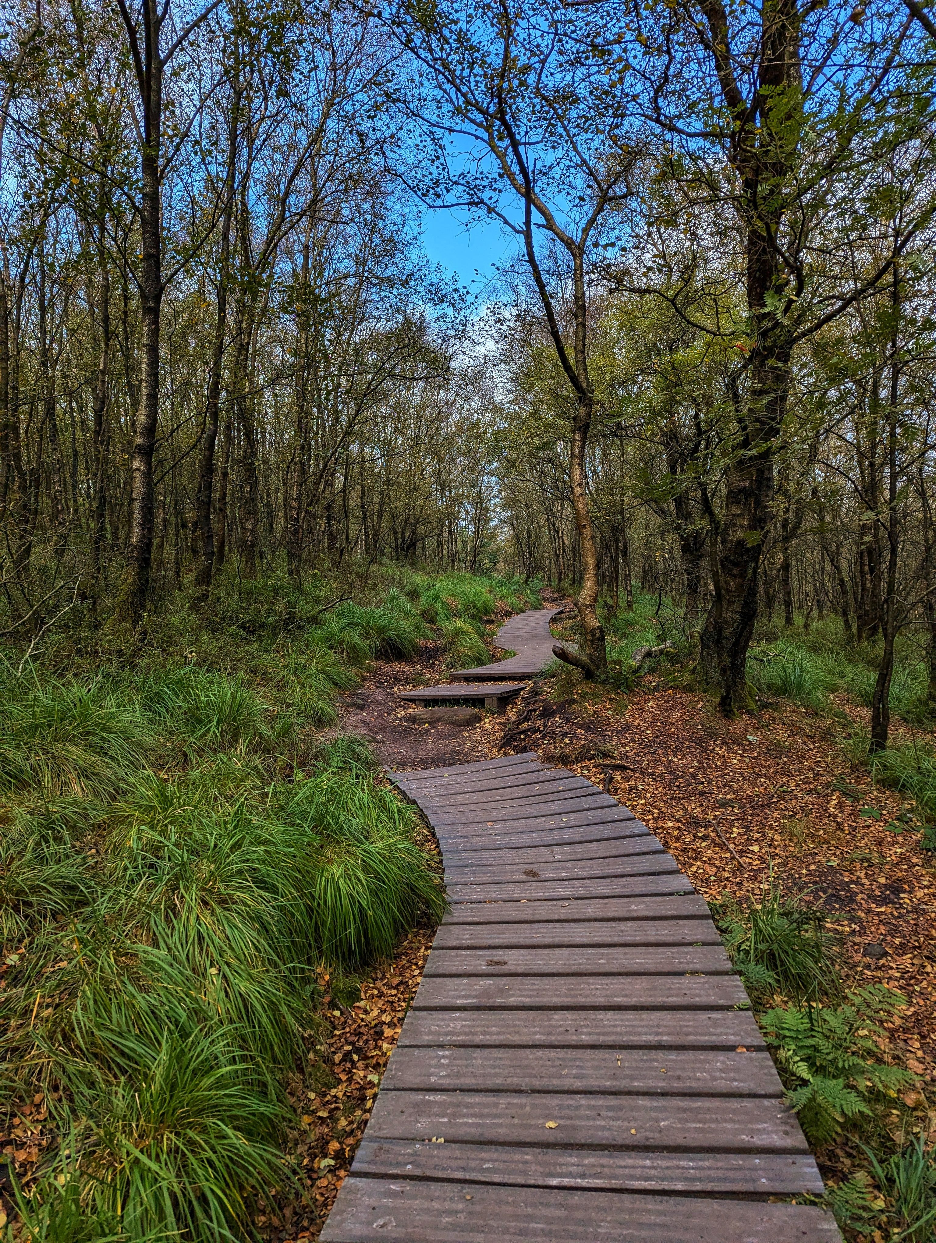 Un Sendero Elevado De Madera Que Serpentea A Través Del Antiguo Bosque ...