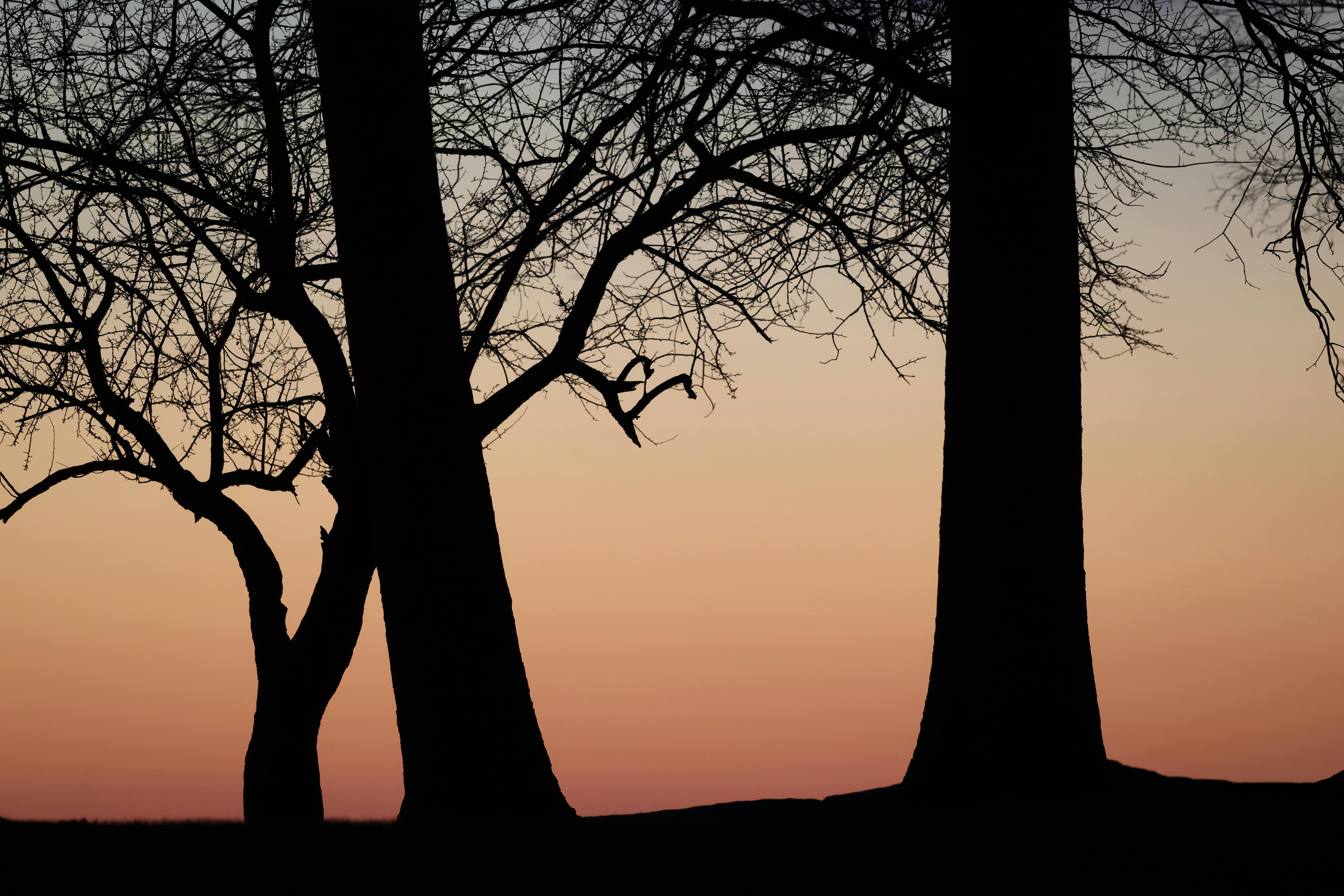 Silhouette of Trees at Twilight in Stamford · Free Stock Photo