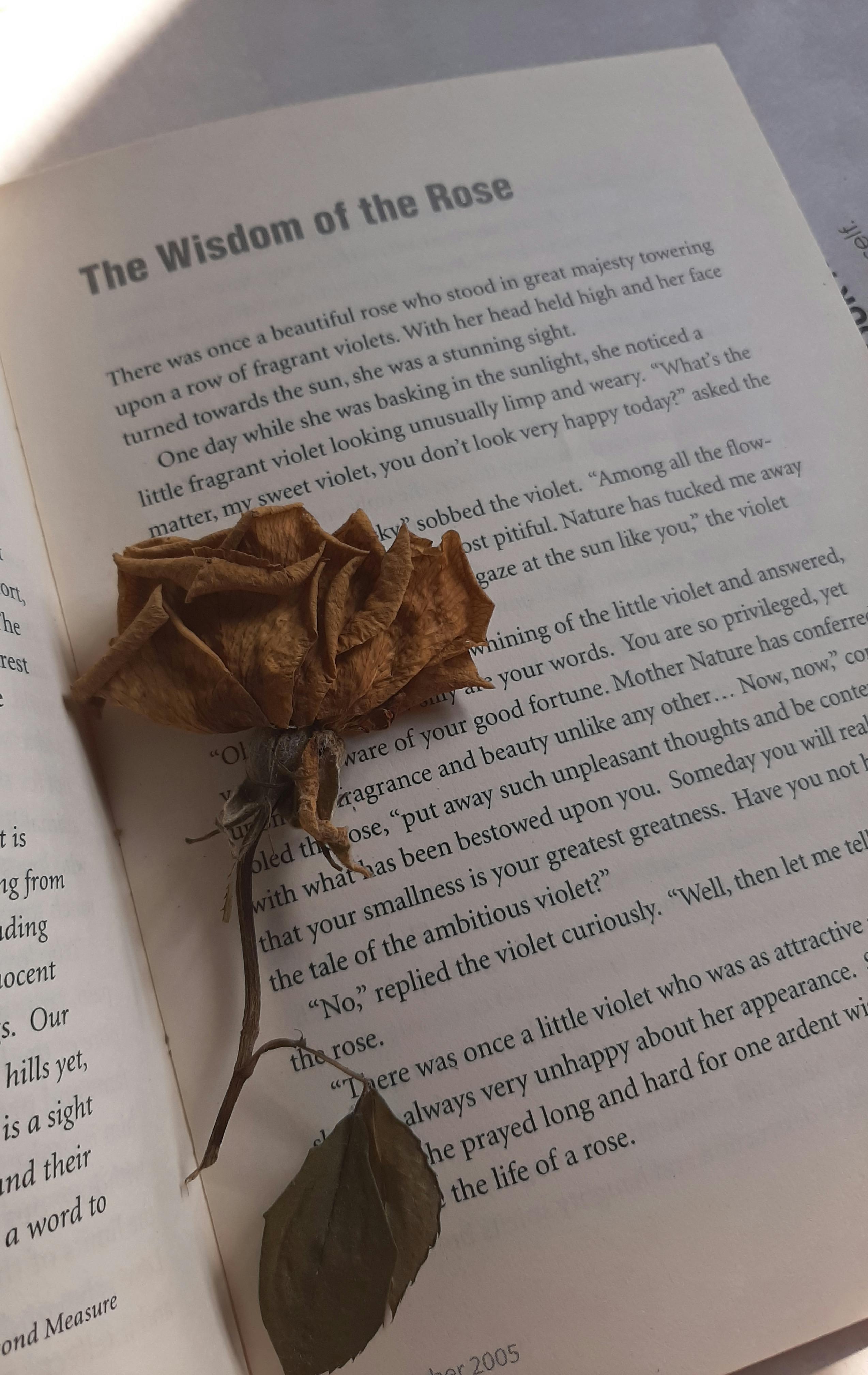 Dried Rose on Open Book Page in Soft Light · Free Stock Photo