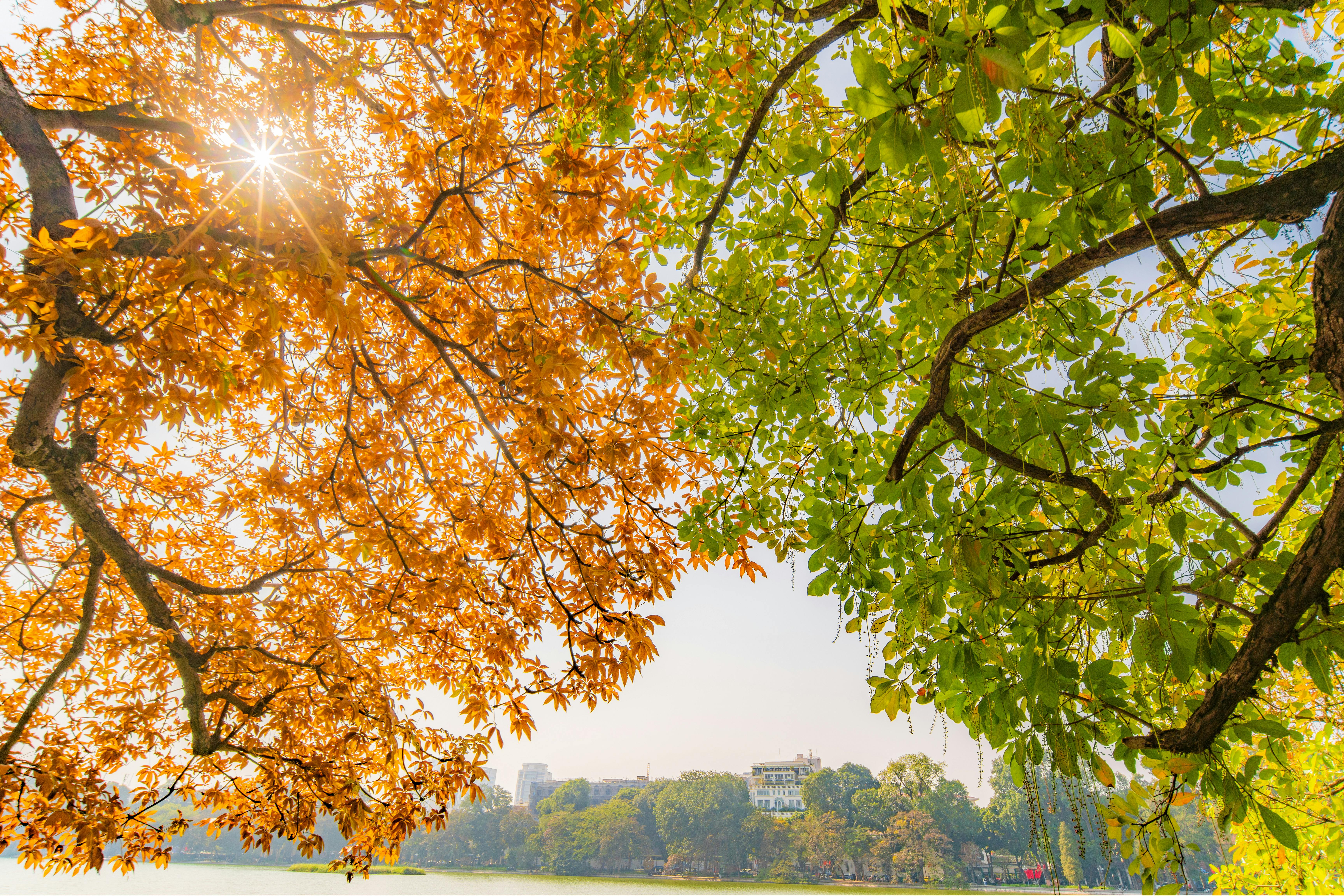 Autumn and Spring Trees Over Hanoi Lake · Free Stock Photo