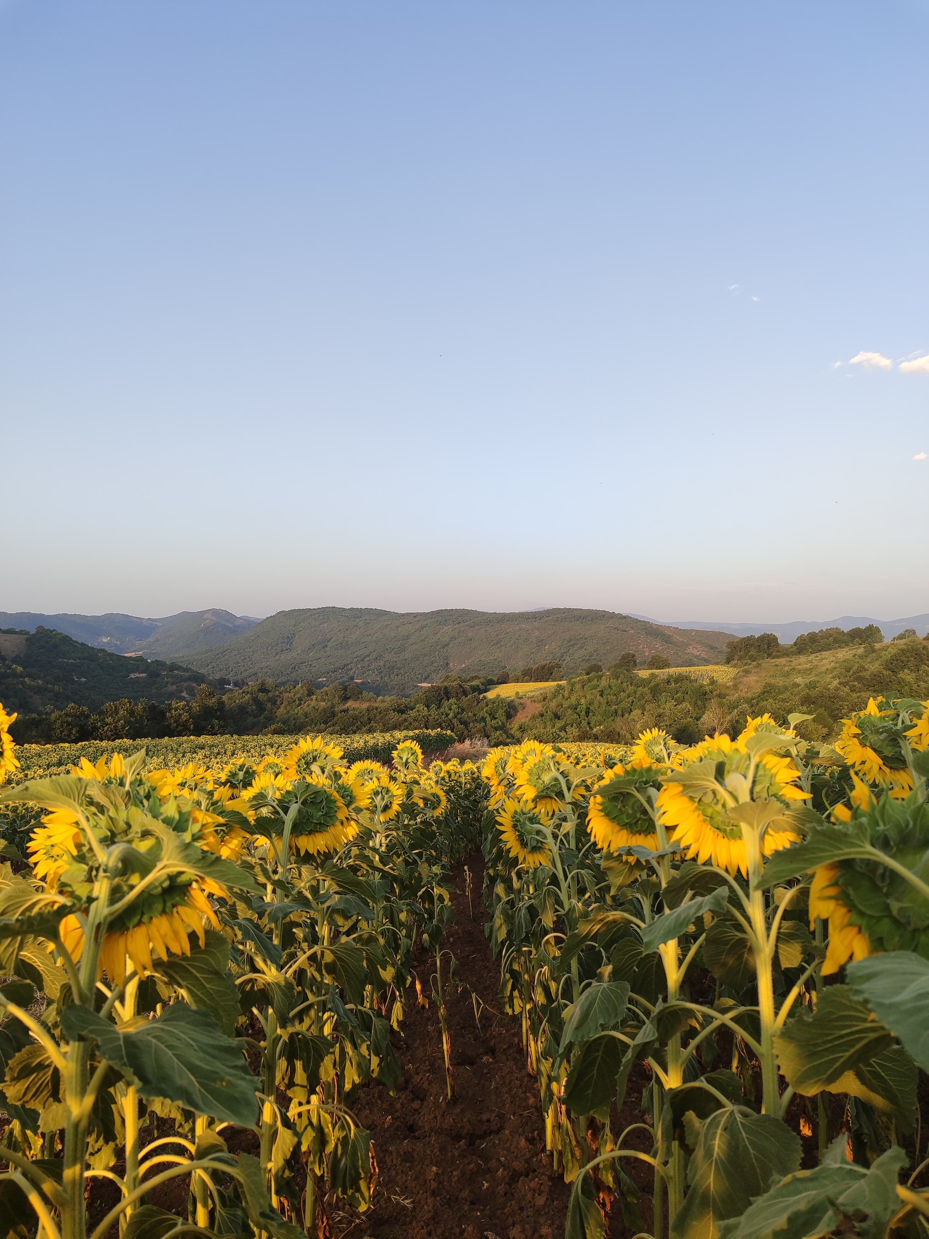 Golden Sunflower Field in Bloom at Sunset · Free Stock Photo