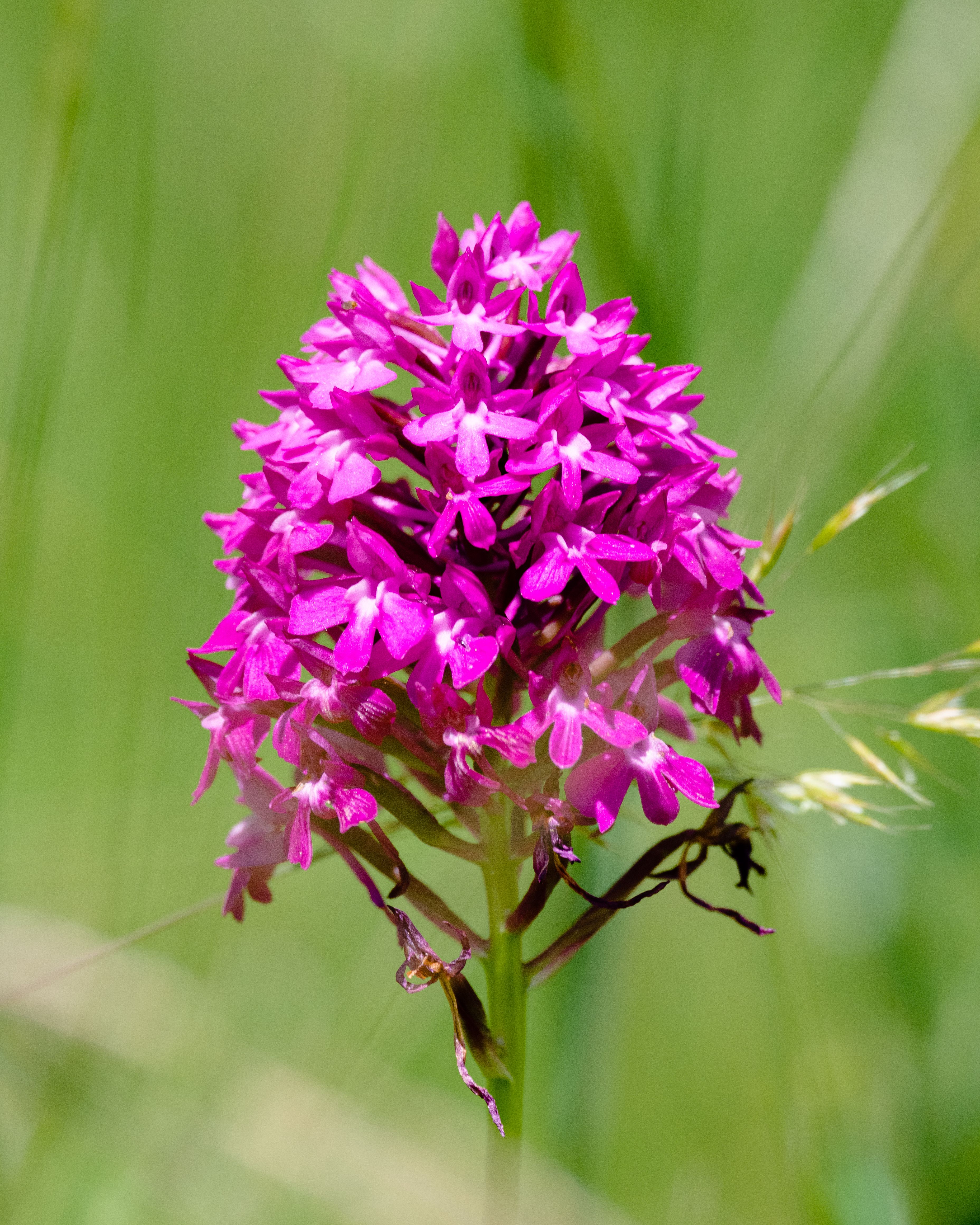 Vibrant Pink Pyramid Orchid in Bloom · Free Stock Photo