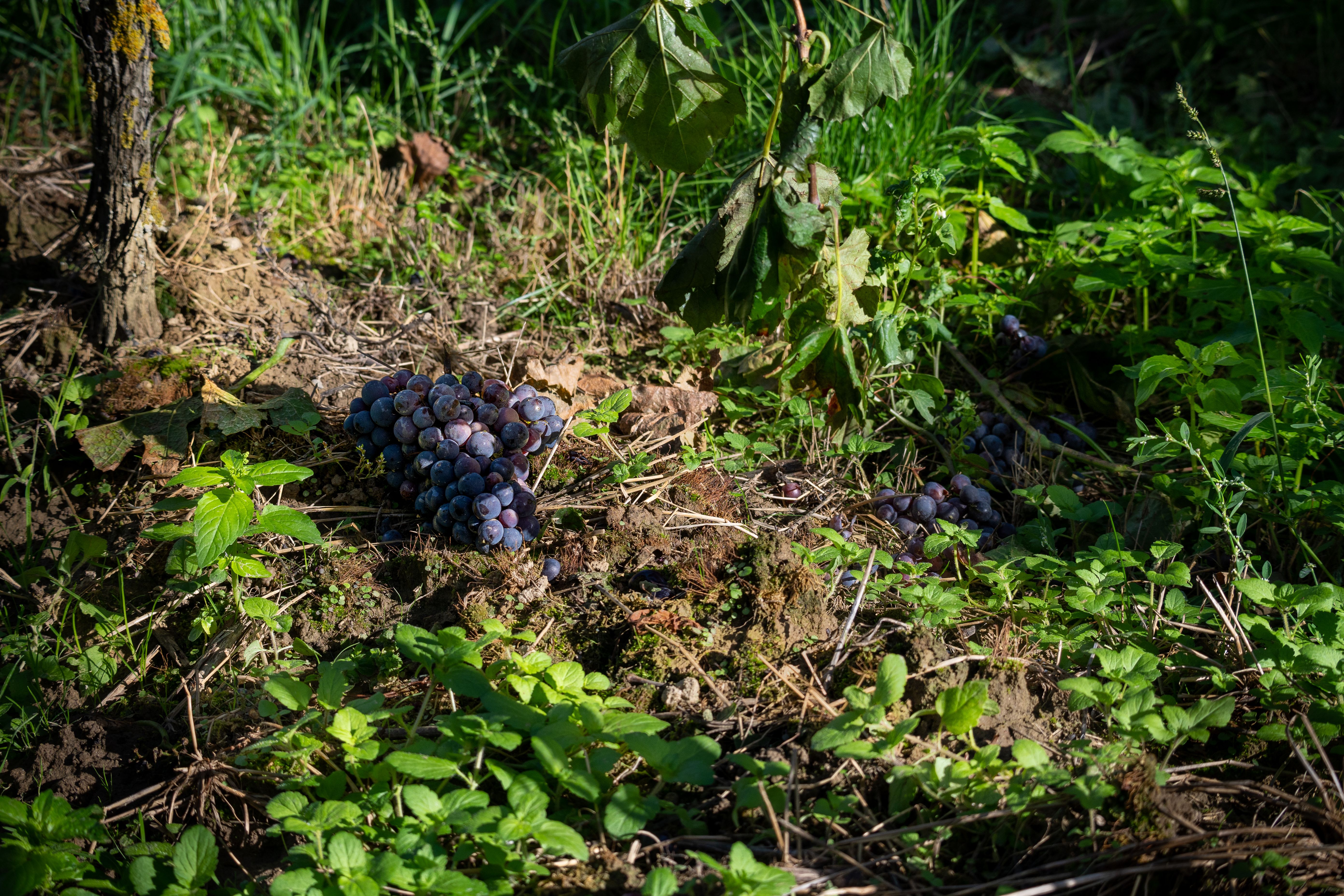 Natural Vineyard Grapes on Sunlit Ground · Free Stock Photo