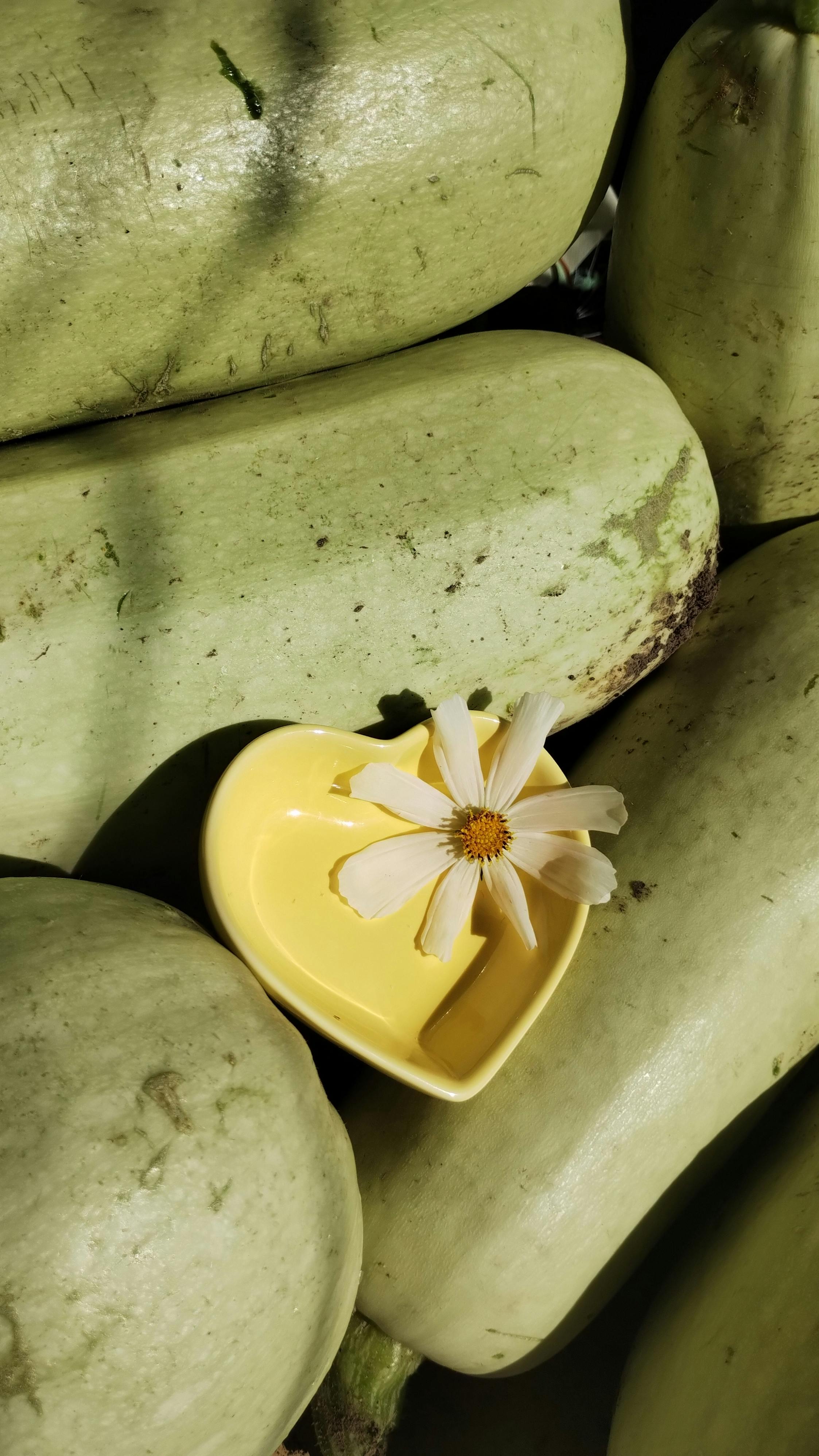 Heart-shaped Dish on Fresh Green Squash · Free Stock Photo