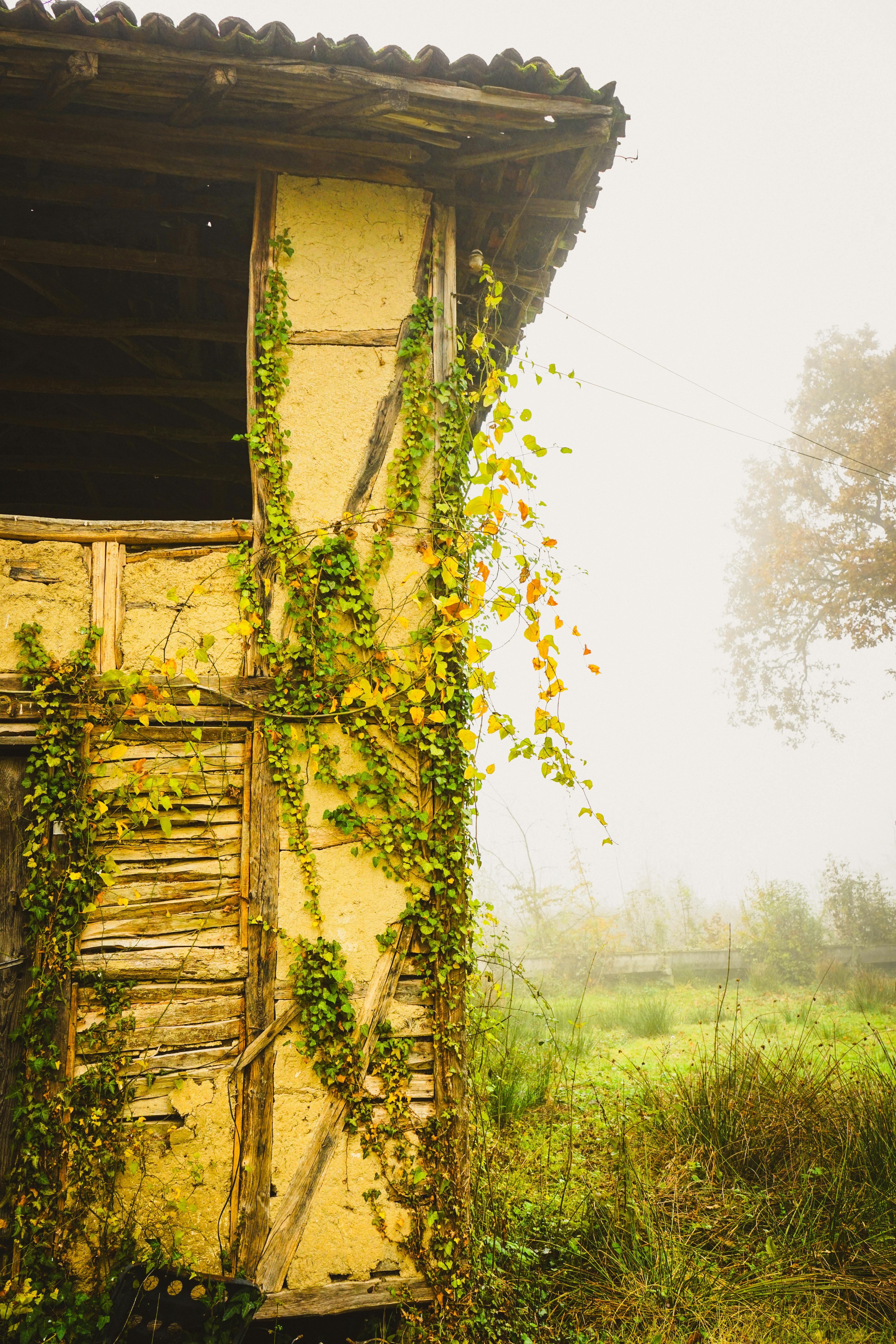 Rustic Wooden Building with Ivy in Misty Autumn · Free Stock Photo