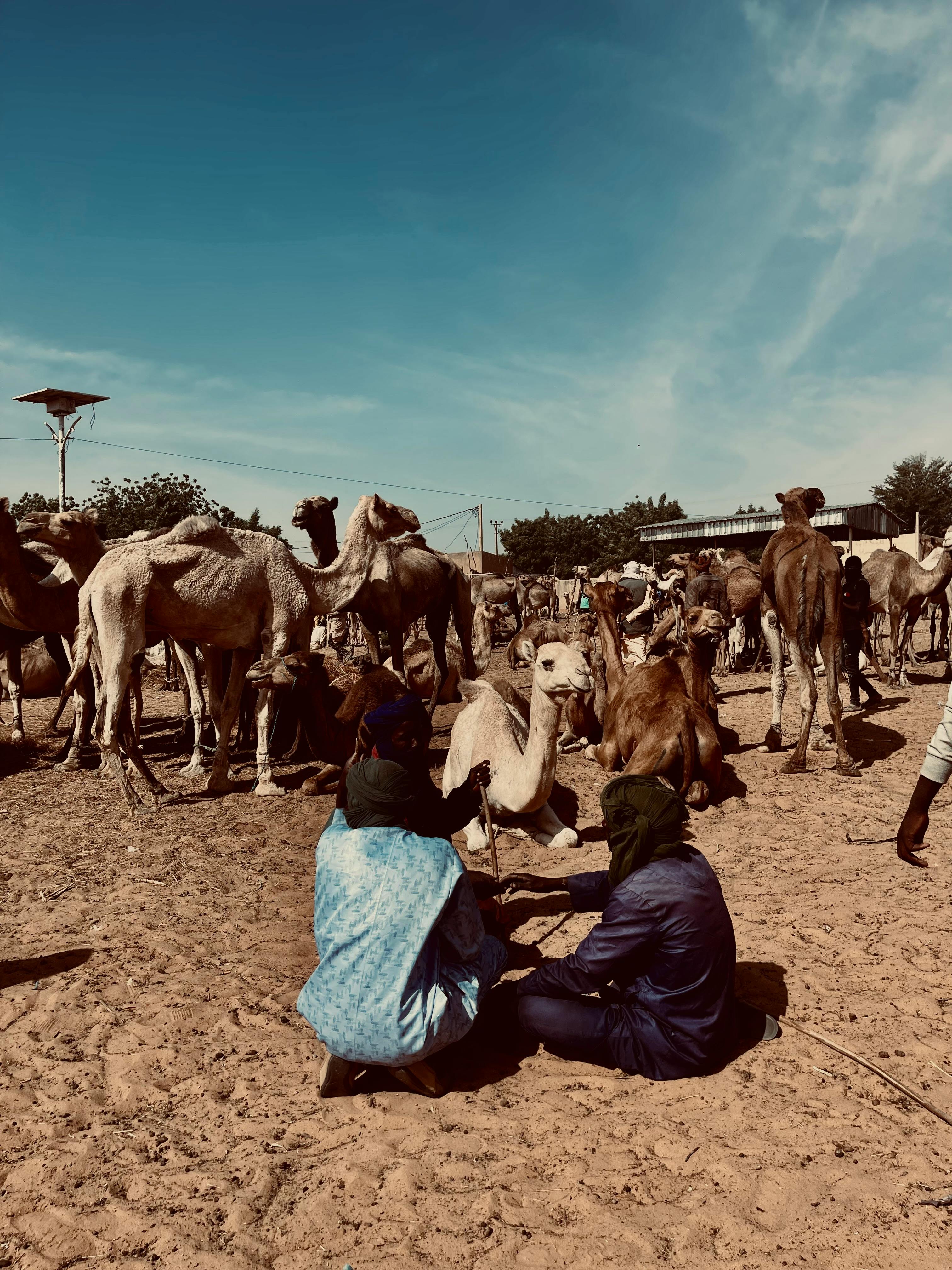 Camel Trader Photos, Download The BEST Free Camel Trader Stock Photos ...