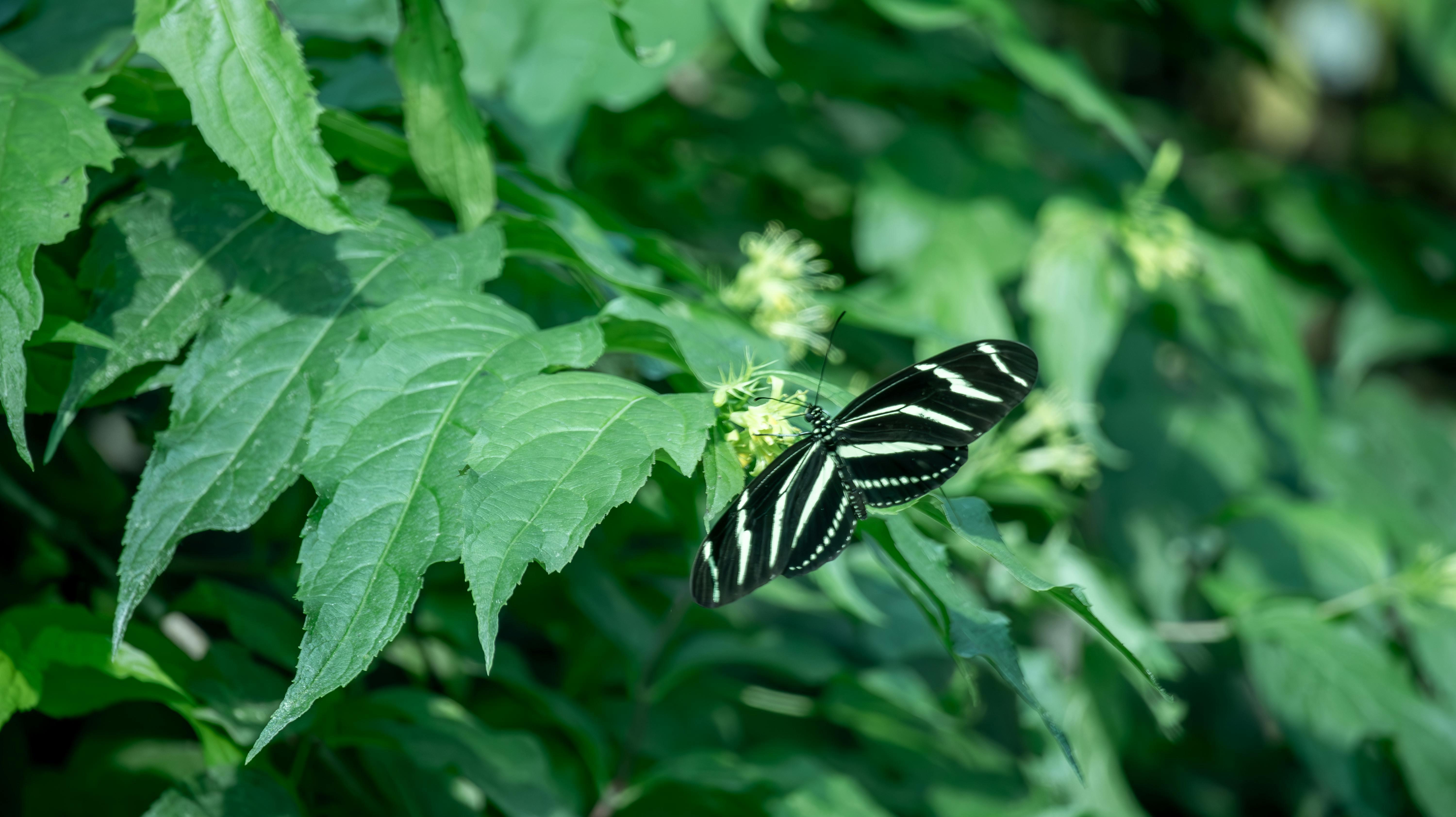 Zebra Longwing Butterfly on Green Foliage · Free Stock Photo