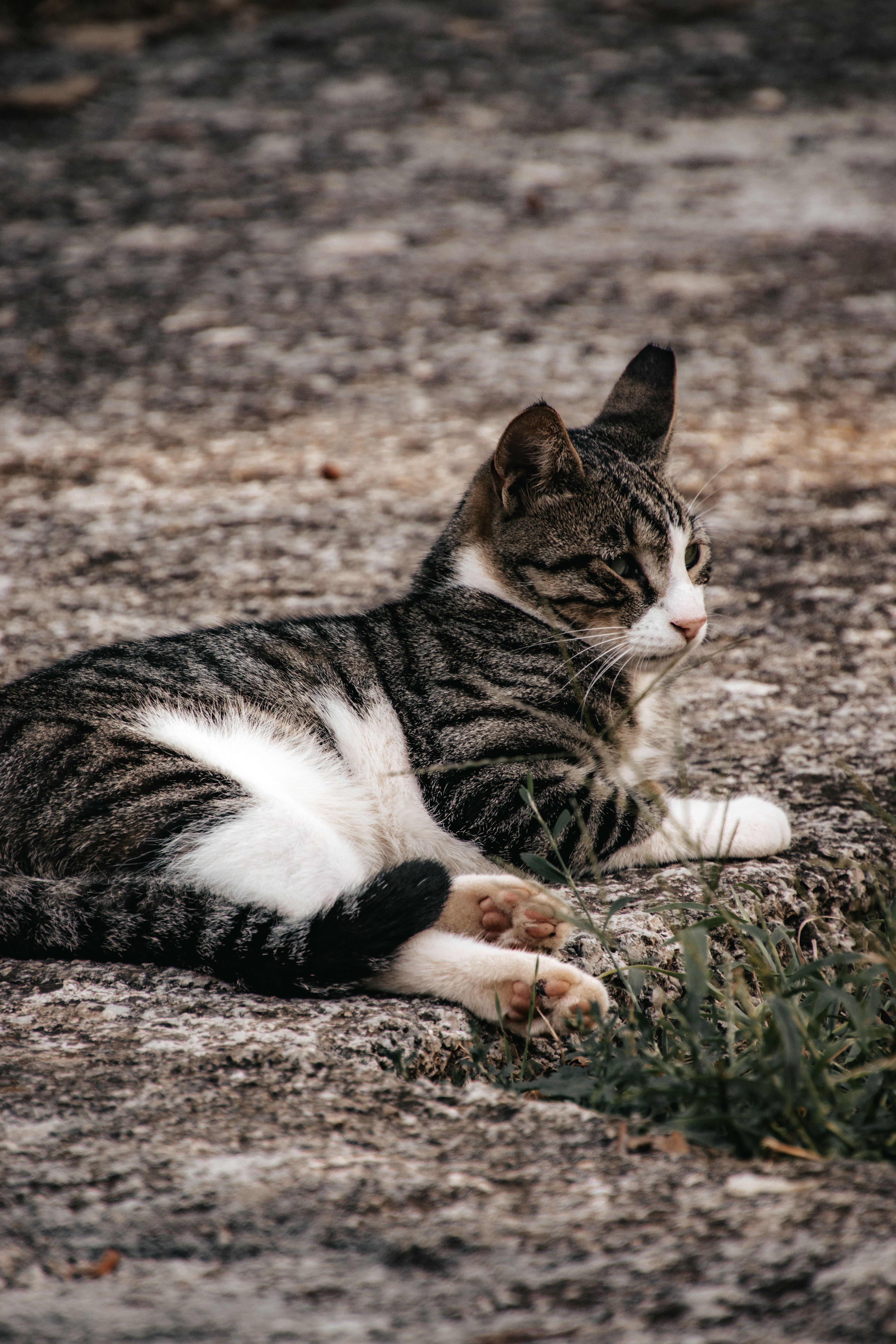 Relaxed Tabby Cat in Croatian Landscape · Free Stock Photo