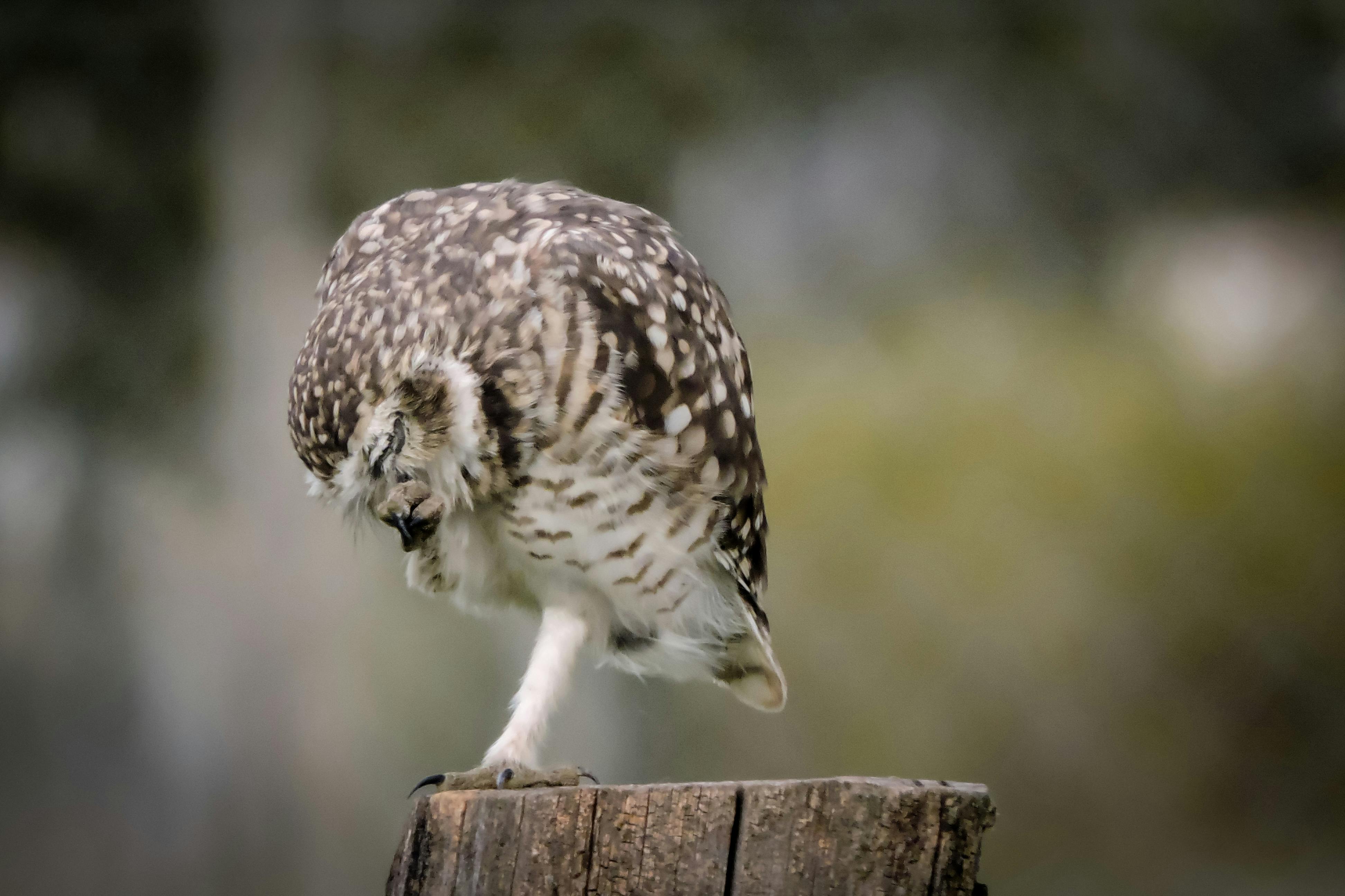 Mexican Burrowing Caecilian: Discover This Unique Species