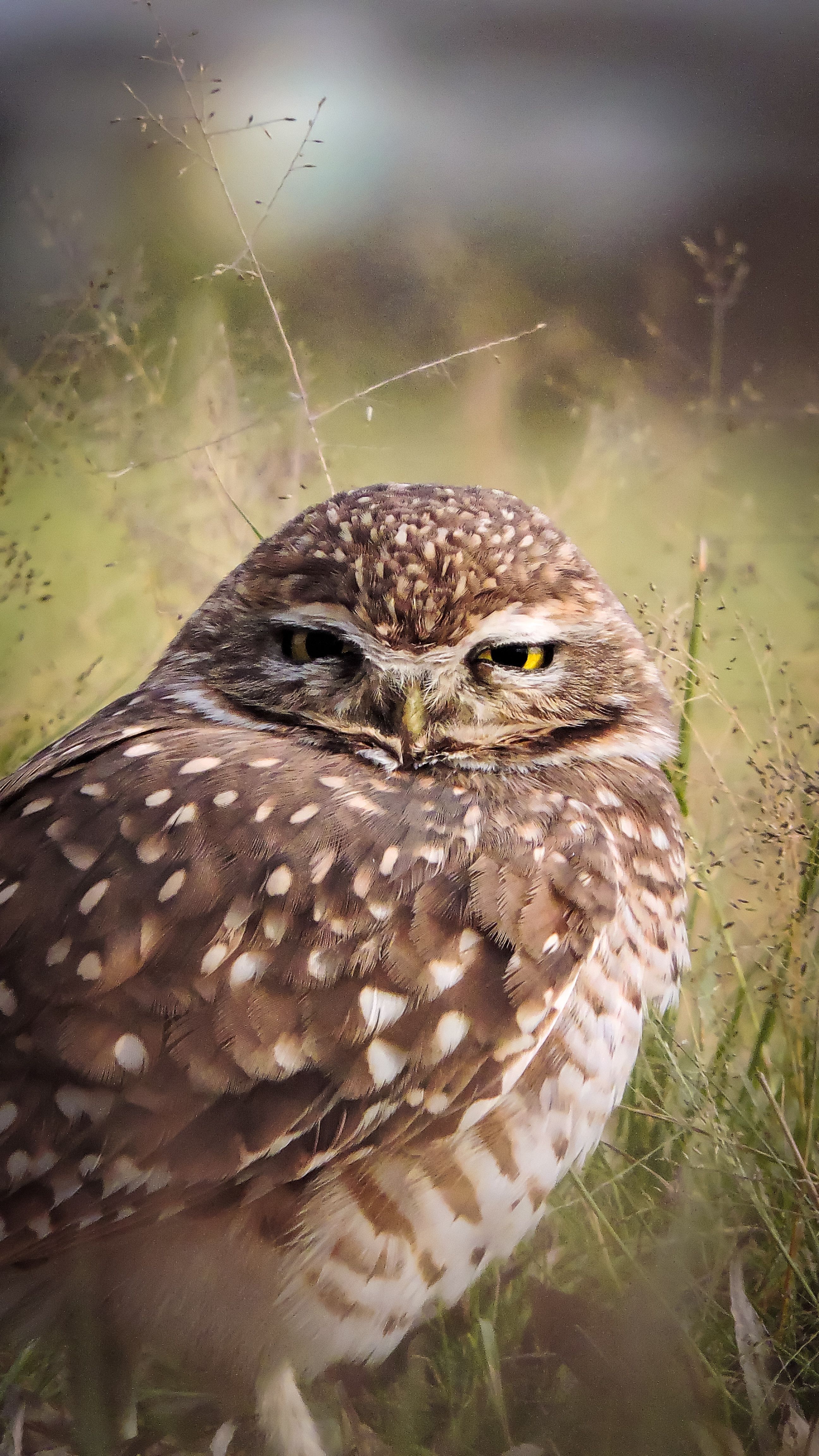 Close-Up of Burrowing Owl in Grassland · Free Stock Photo