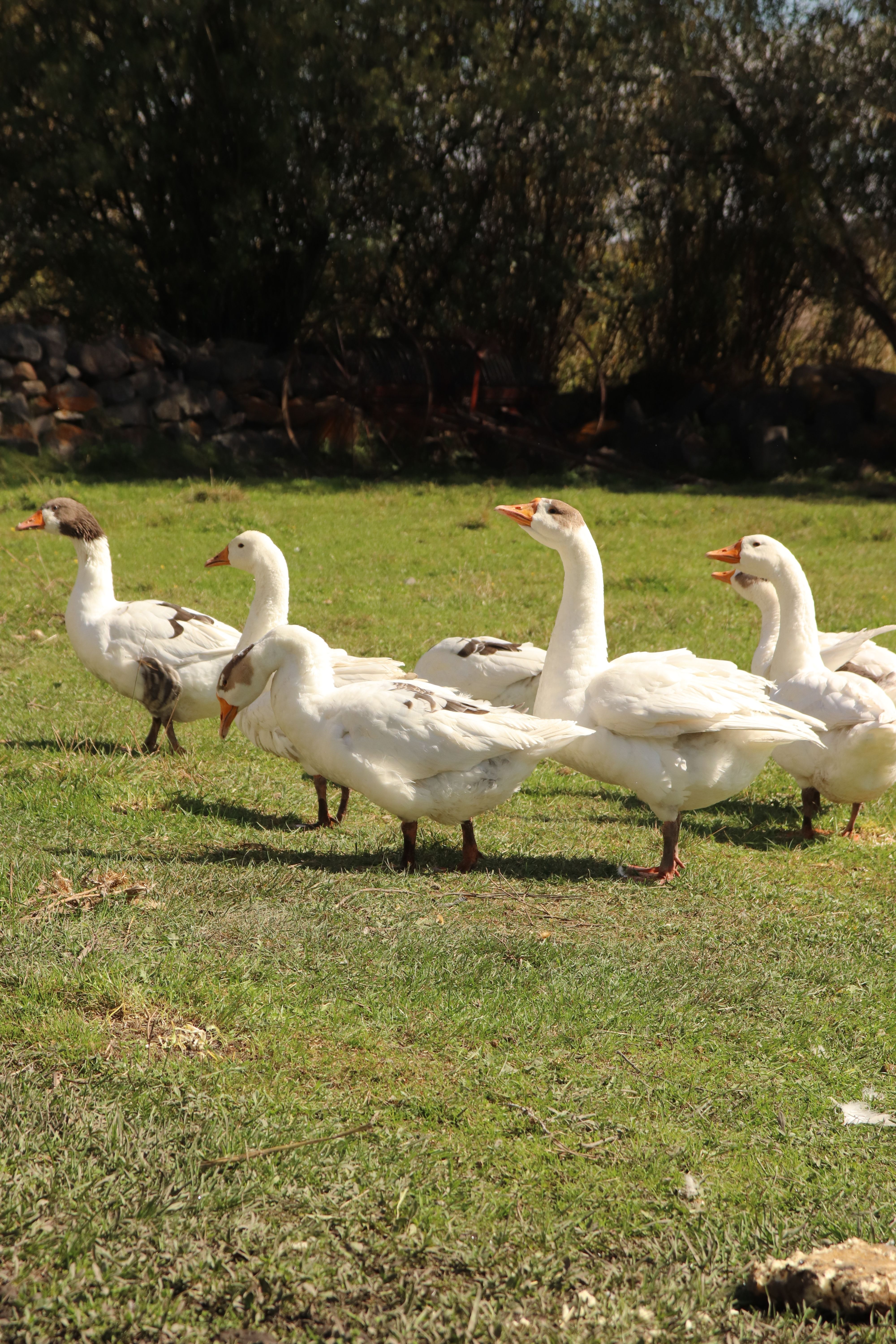 Flocking Behaviour Photos, Download The BEST Free Flocking Behaviour ...