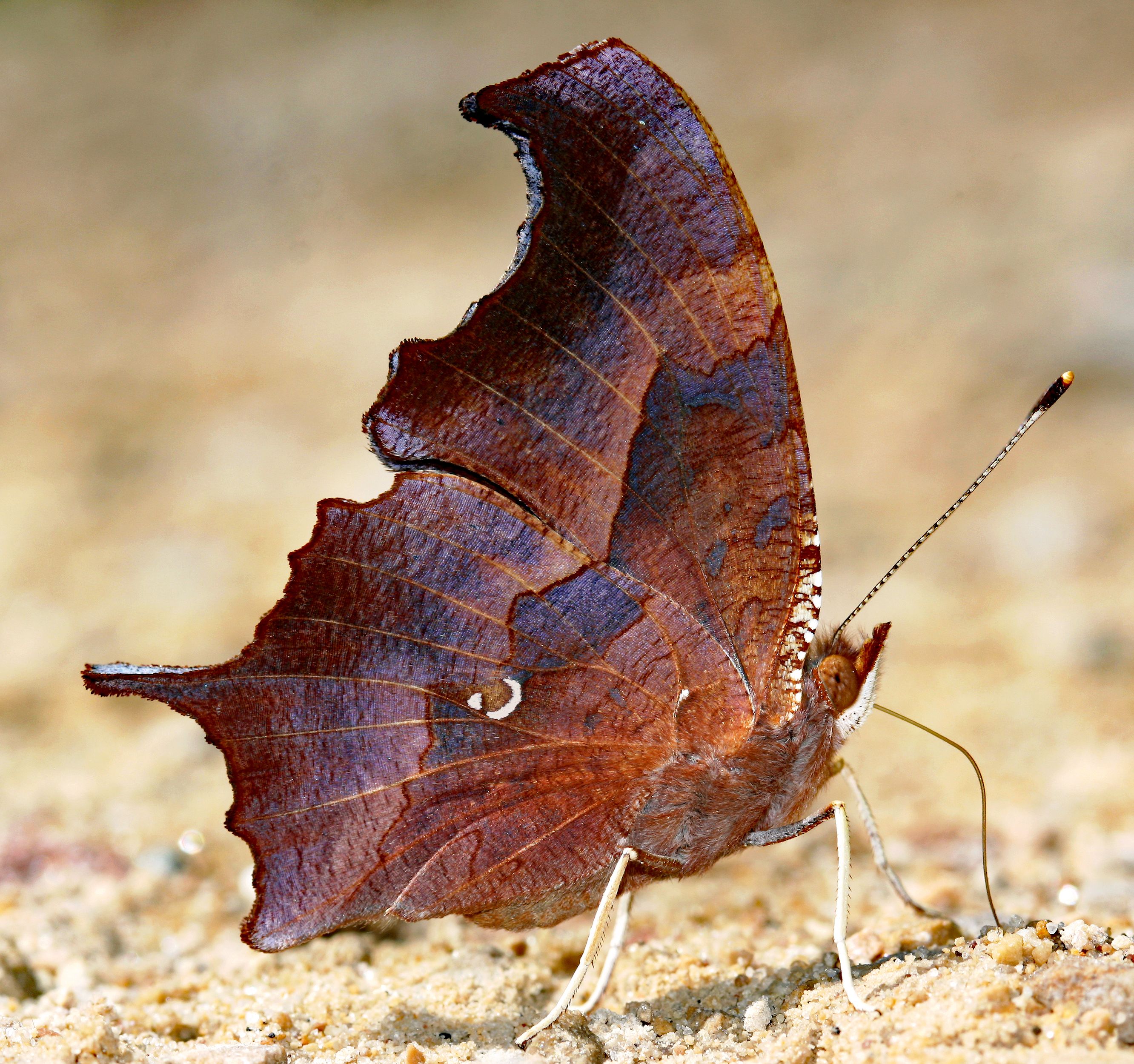 Polygonia Butterfly on Sandy Ground Close-up · Free Stock Photo