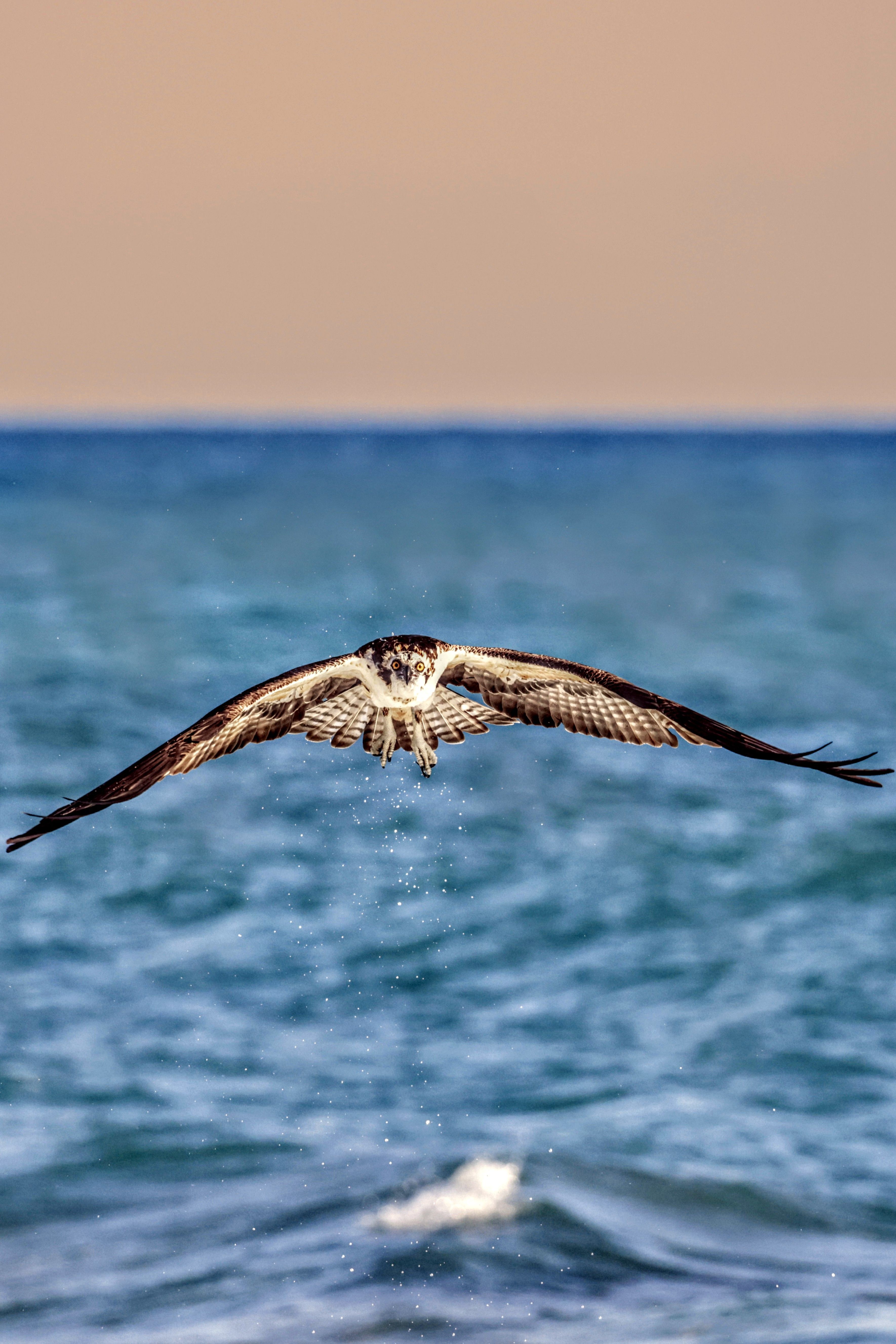 Osprey in Flight Over Ocean Waters · Free Stock Photo