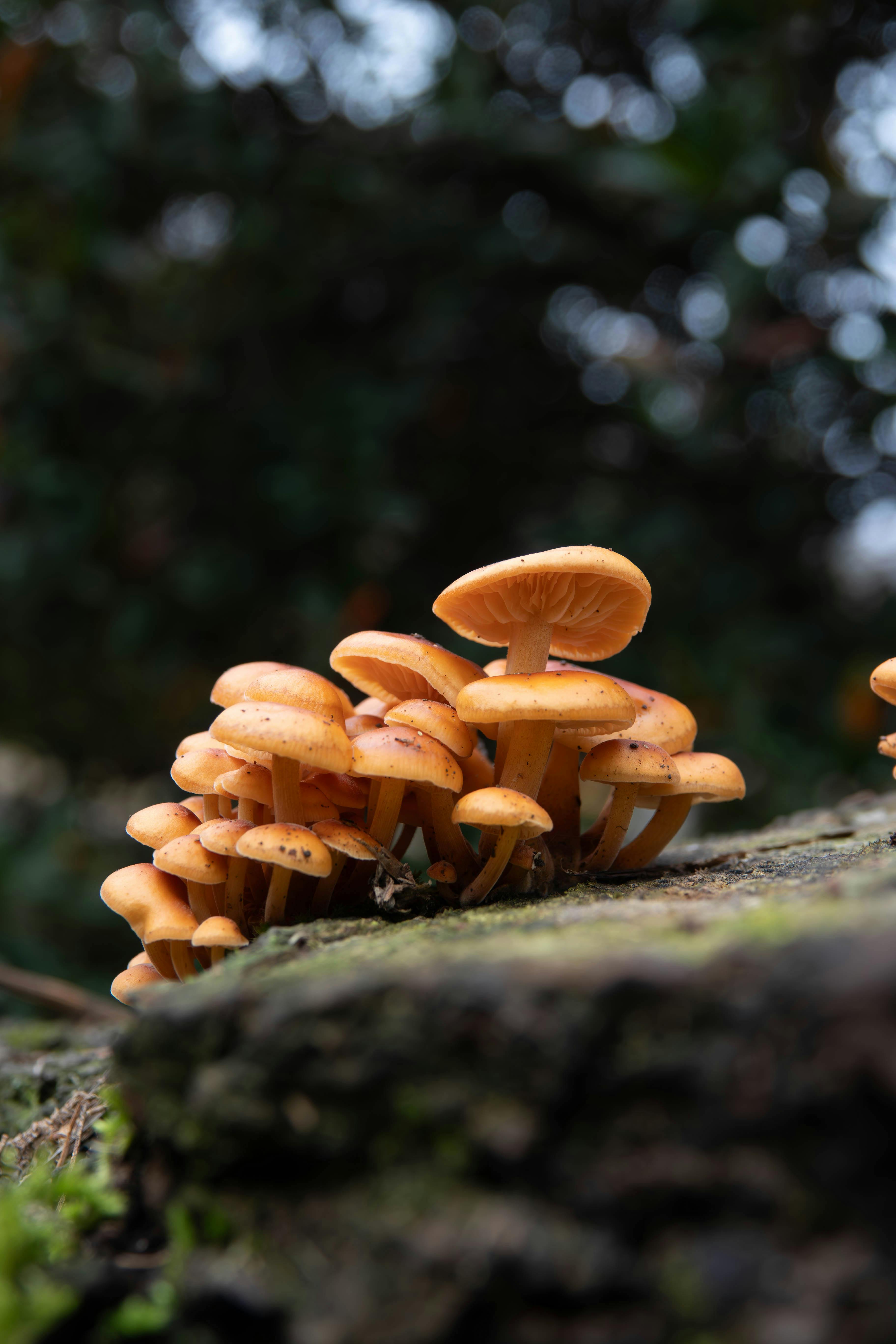 Cluster of Wild Mushrooms on Forest Log · Free Stock Photo