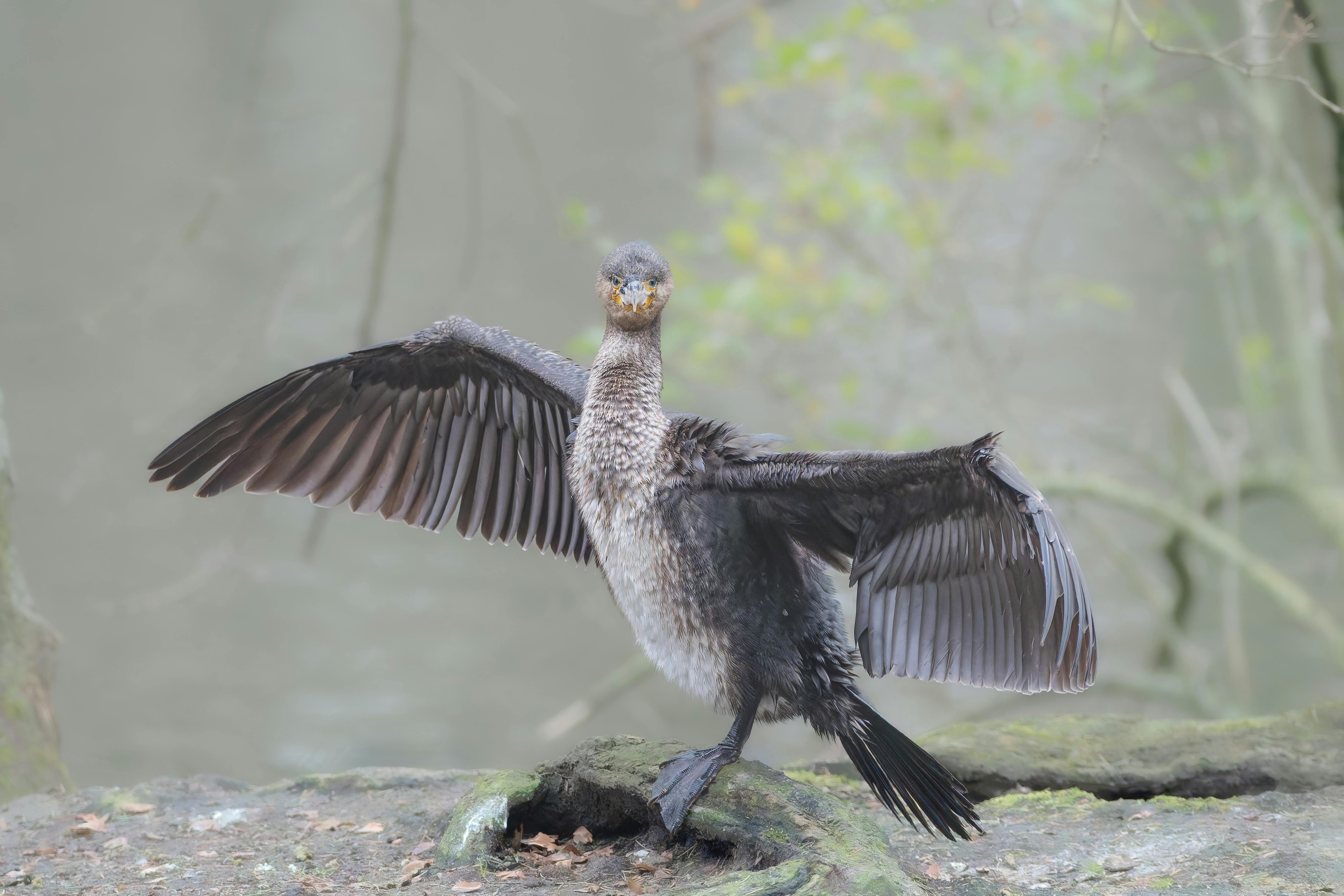 Bird No Background Photos, Download The BEST Free Bird No Background ...